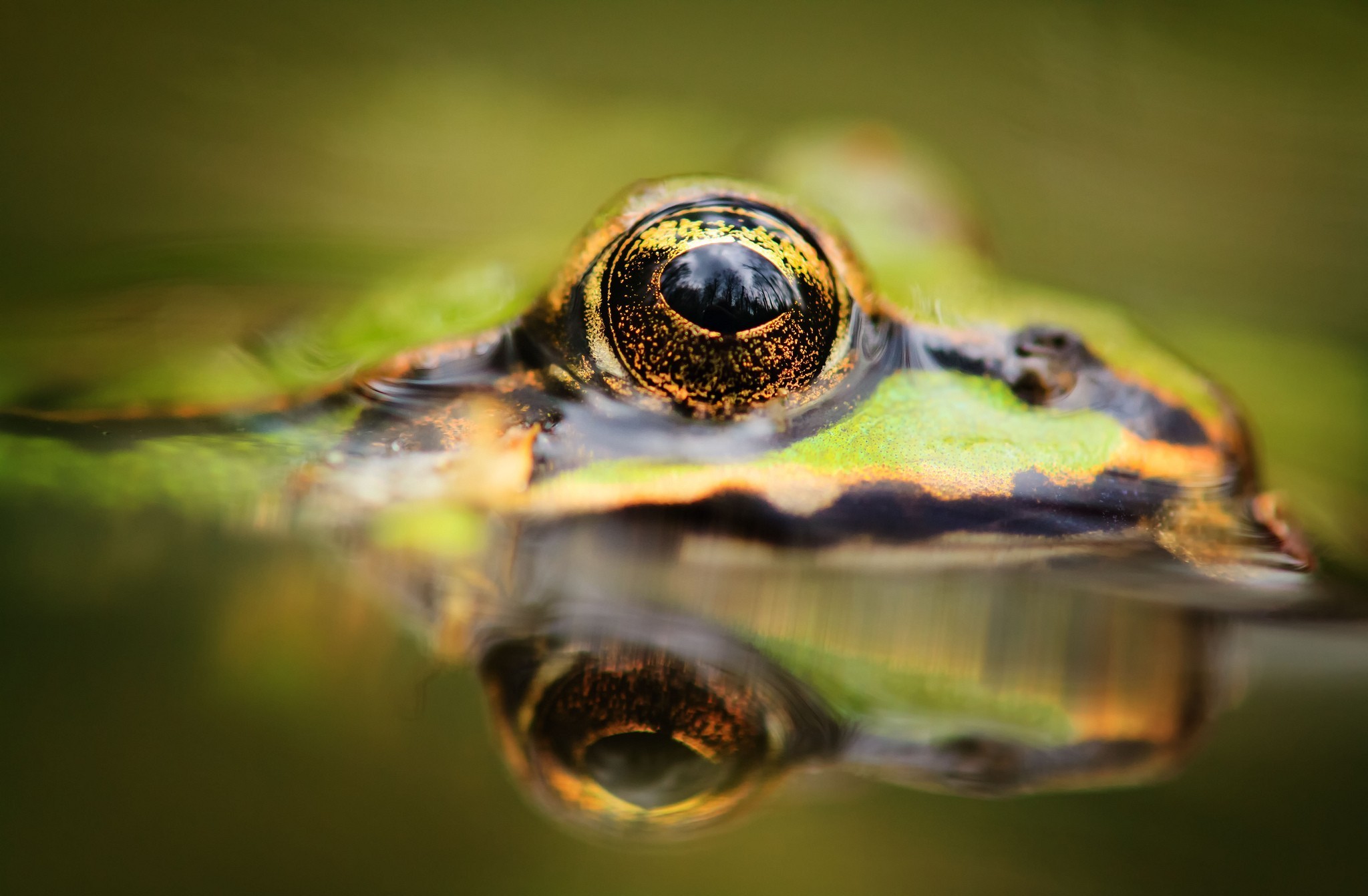Download Animal Frog HD Wallpaper