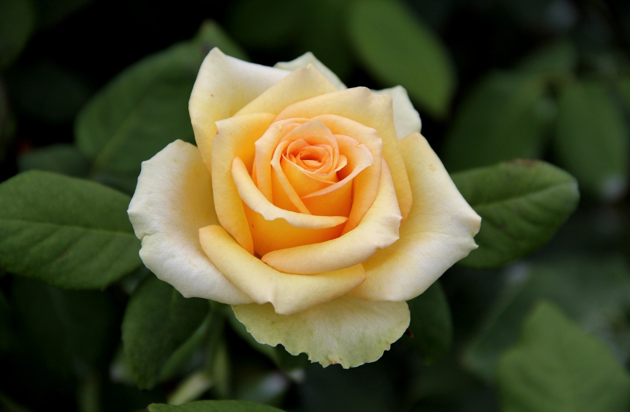 Elegant Rose in Nature’s Embrace – HD Floral Wallpaper