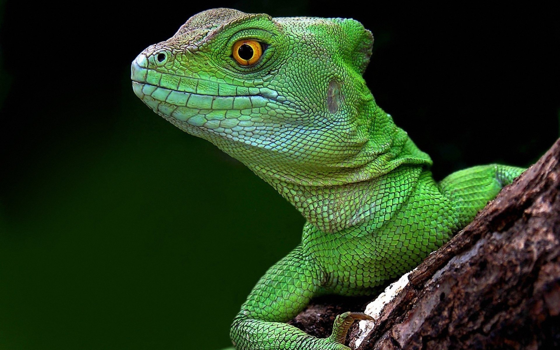 Download Lizard Animal Basilisk HD Wallpaper