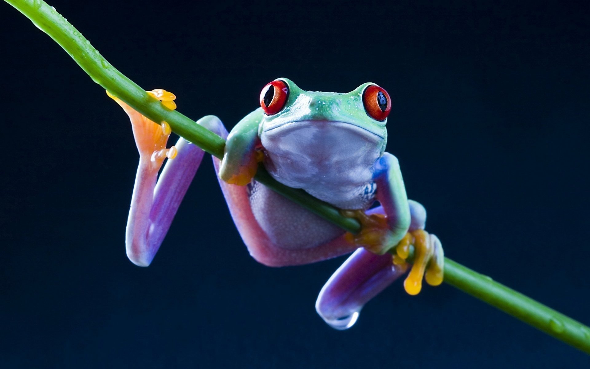 Download Frog Animal Red-eyed Tree Frog HD Wallpaper