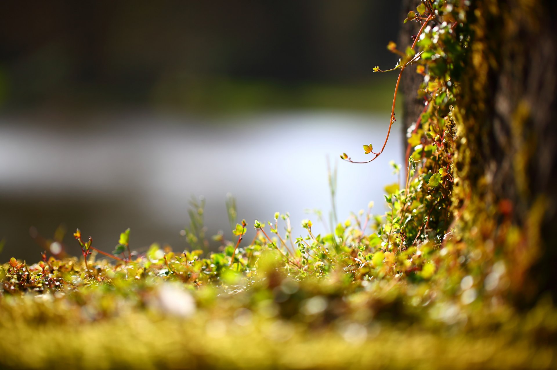 HD Close-Up: Nature’s Intimate Details in Vivid Focus