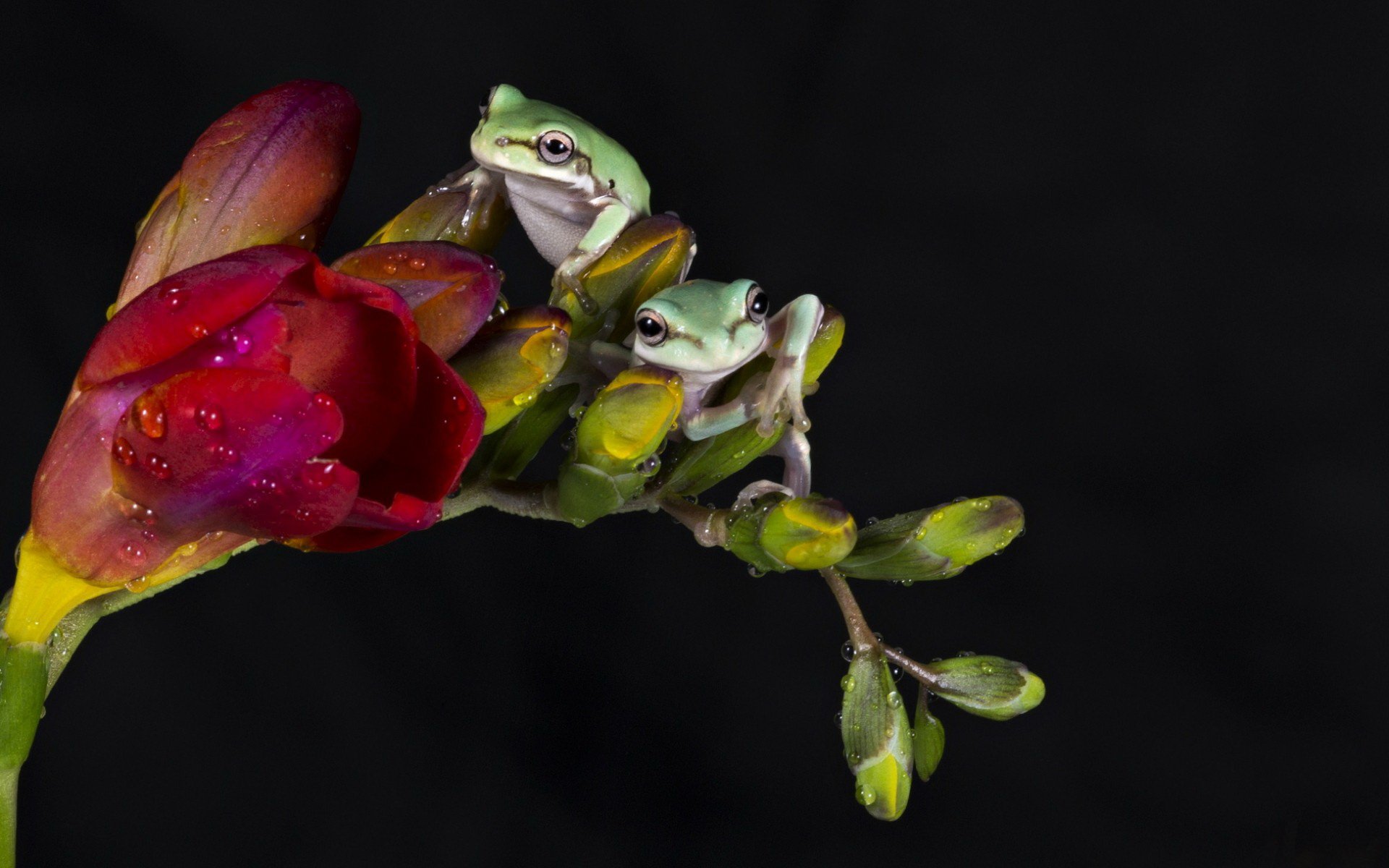 HD Wallpaper of Frogs on a Vibrant Flower
