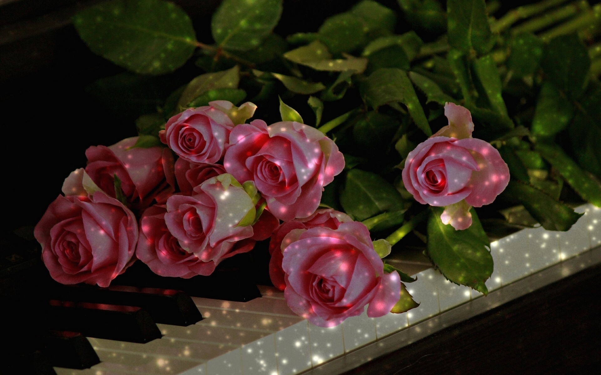 Radiant Rose Blossoms: Stunning HD Nature Wallpaper