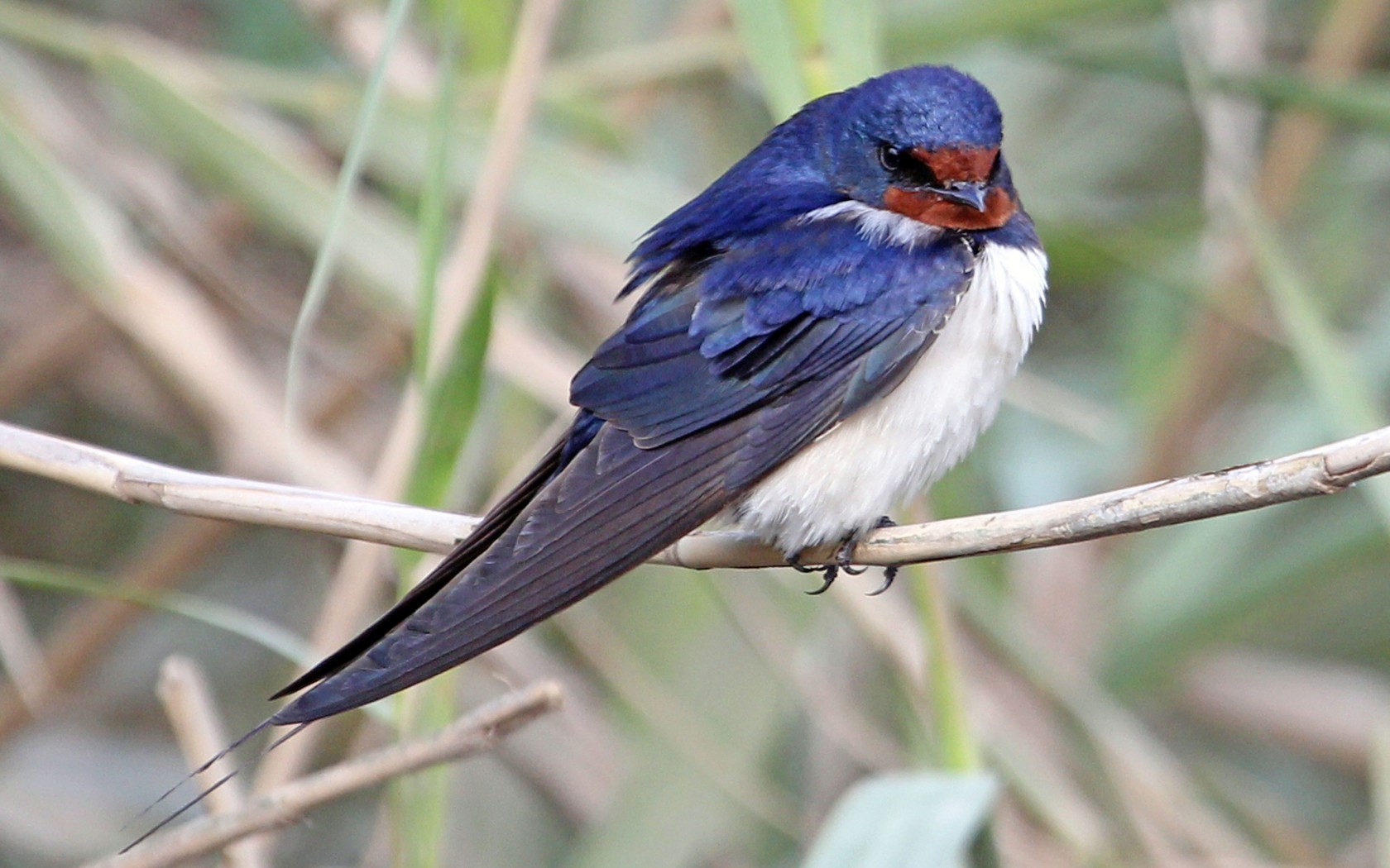 Download Animal Bird Wallpaper