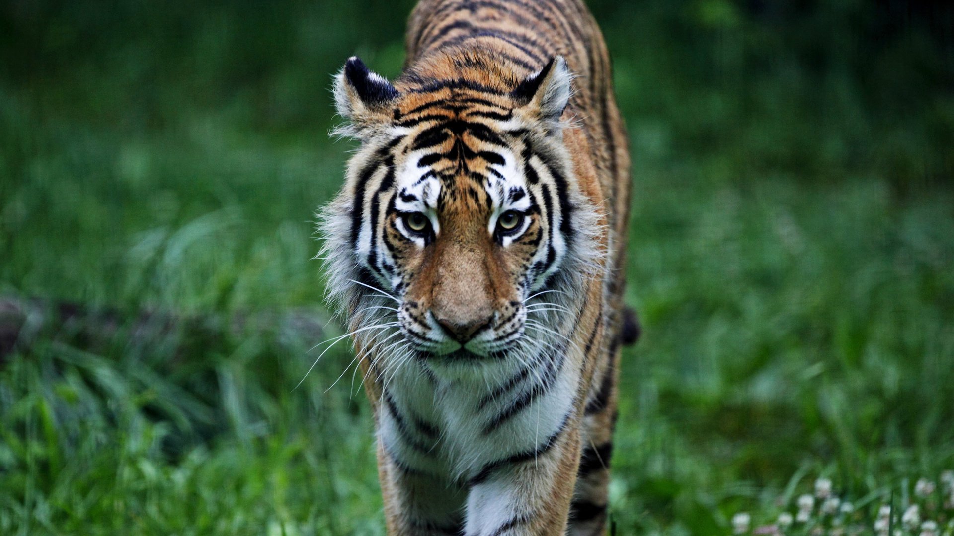 Majestic Tiger in HD – Wild Animal Wallpaper