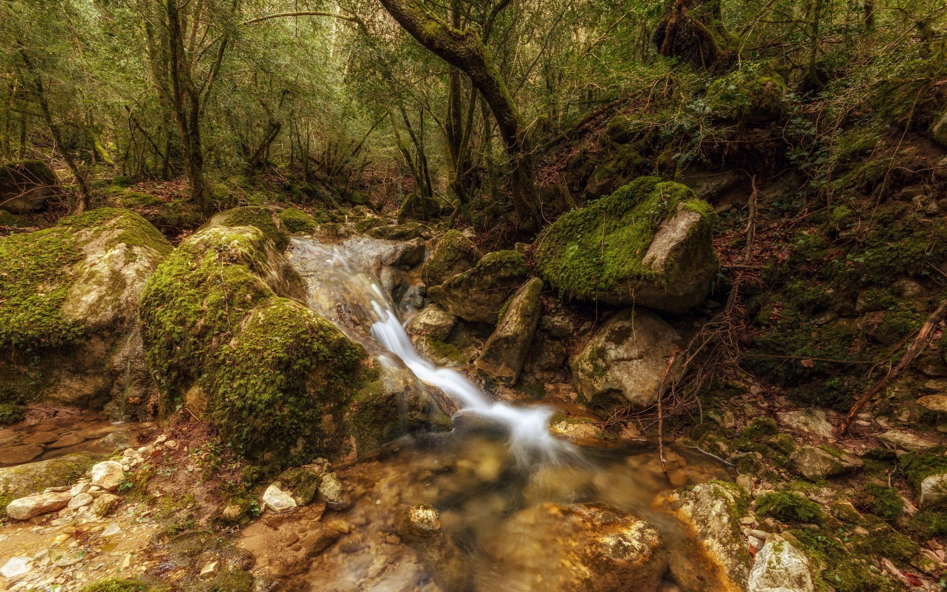 Tranquil Forest Stream – HD Nature Wallpaper