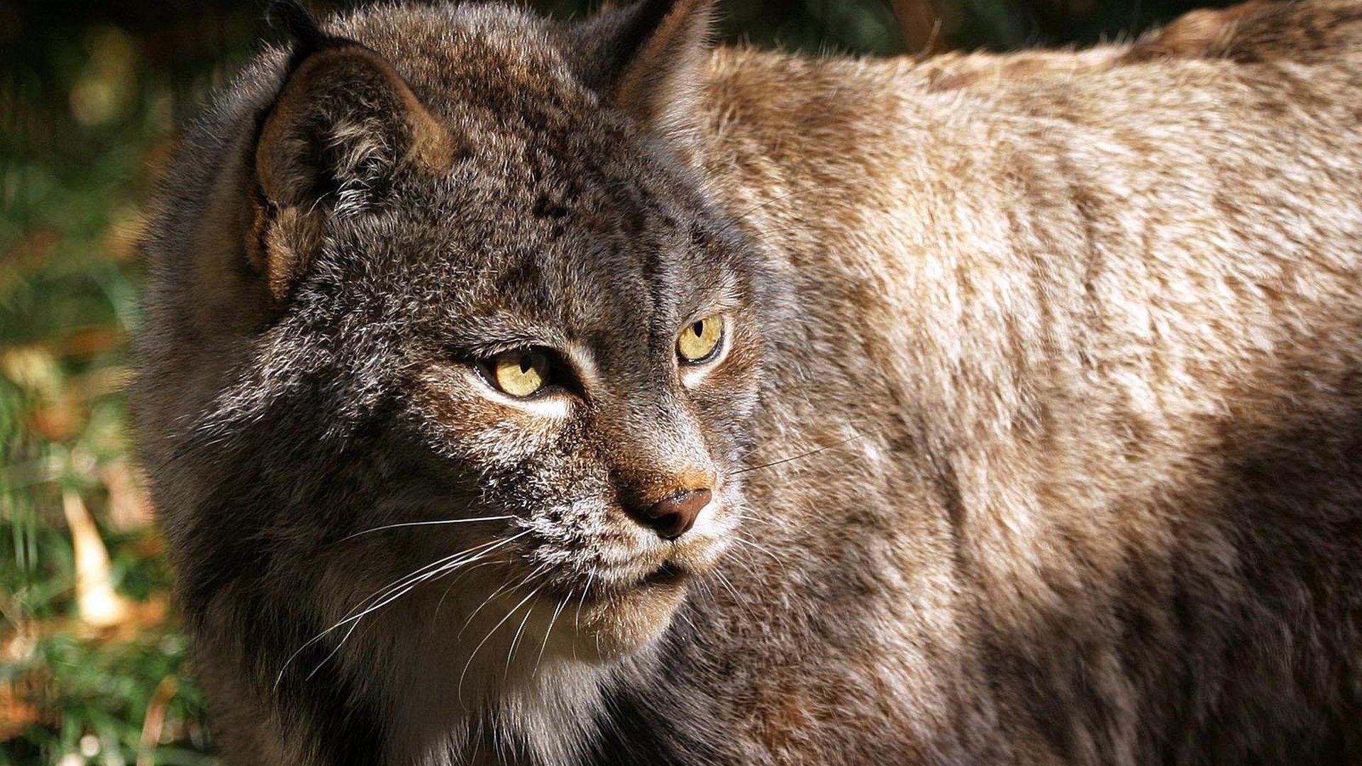 Majestic Lynx in Stunning HD Wildlife Close-Up Wallpaper