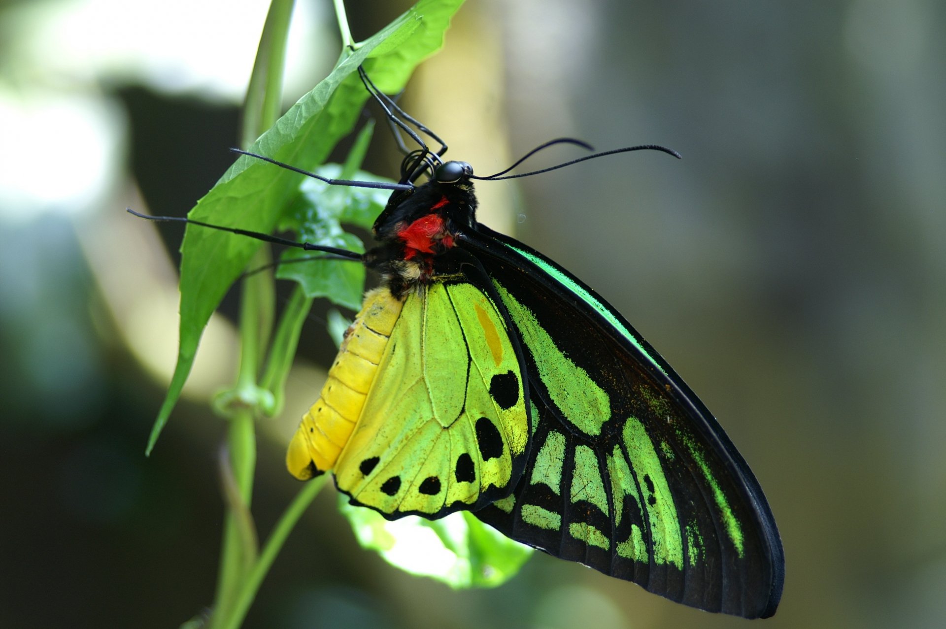 Vibrant Butterfly in HD Nature Glow