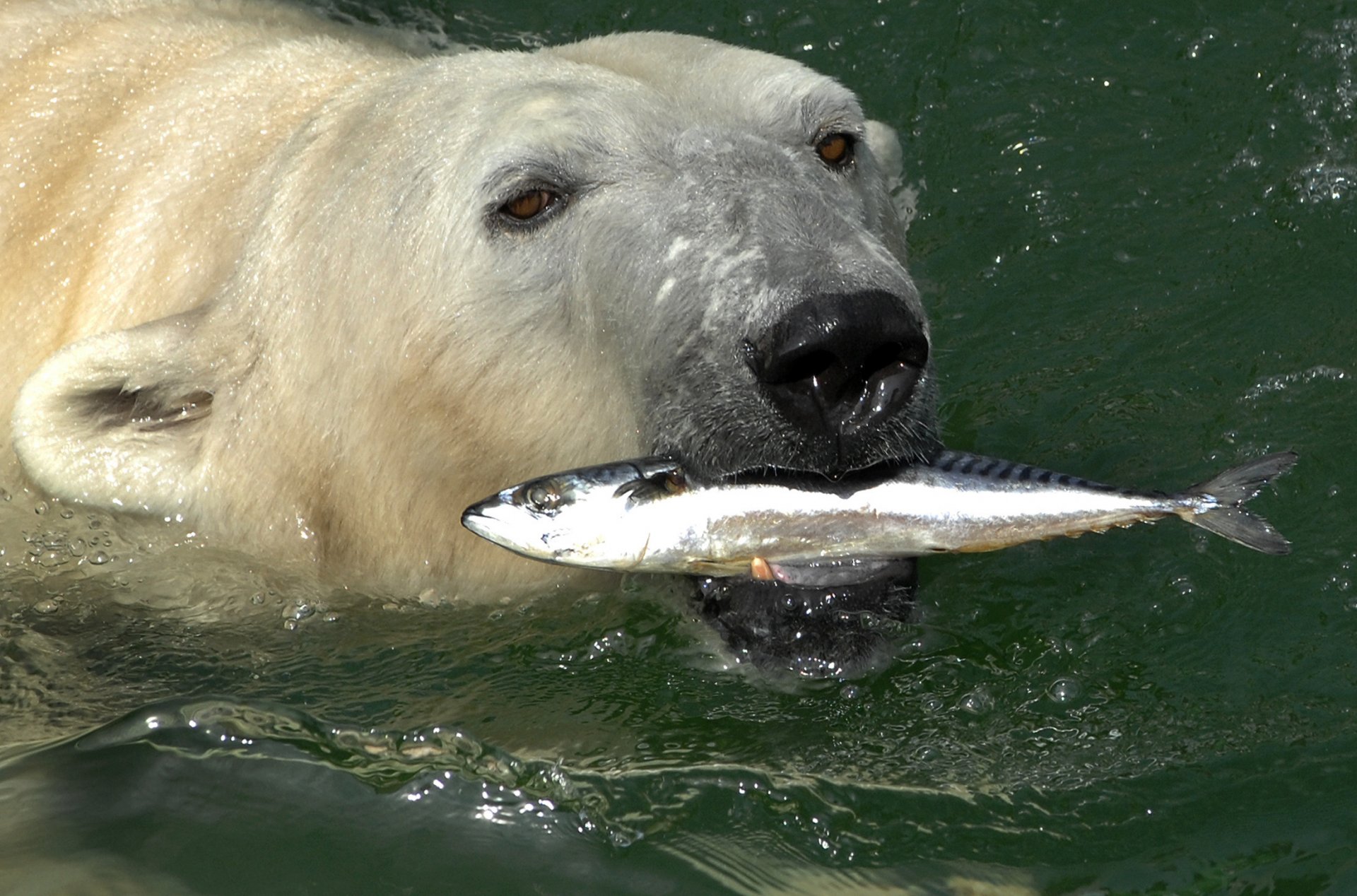 Majestic Polar Bear HD Wallpaper: Nature’s Arctic Hunter | 2200x1453 ...