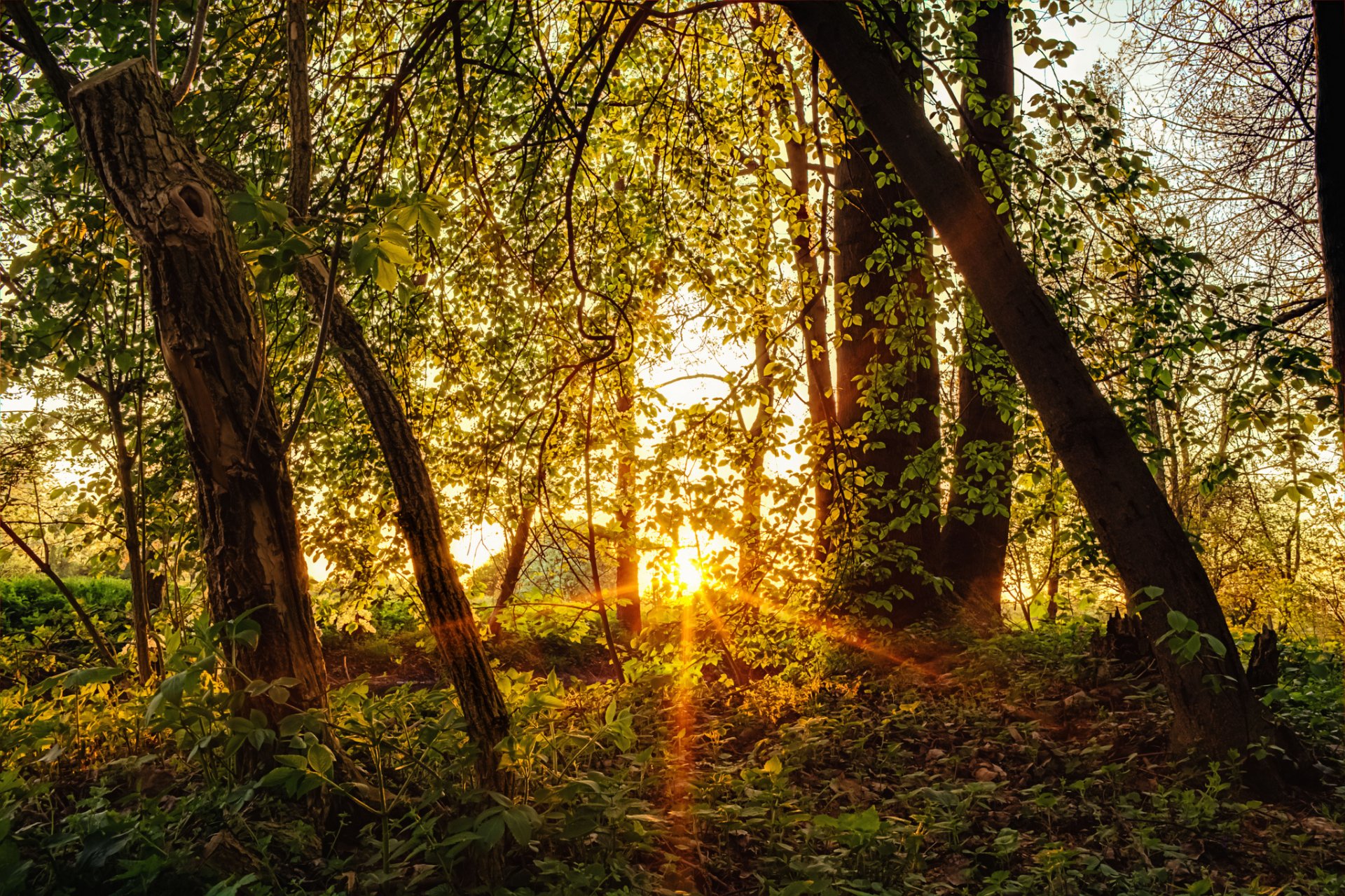 Golden Sunbeams Through Lush Forest | Stunning Nature HD Wallpaper