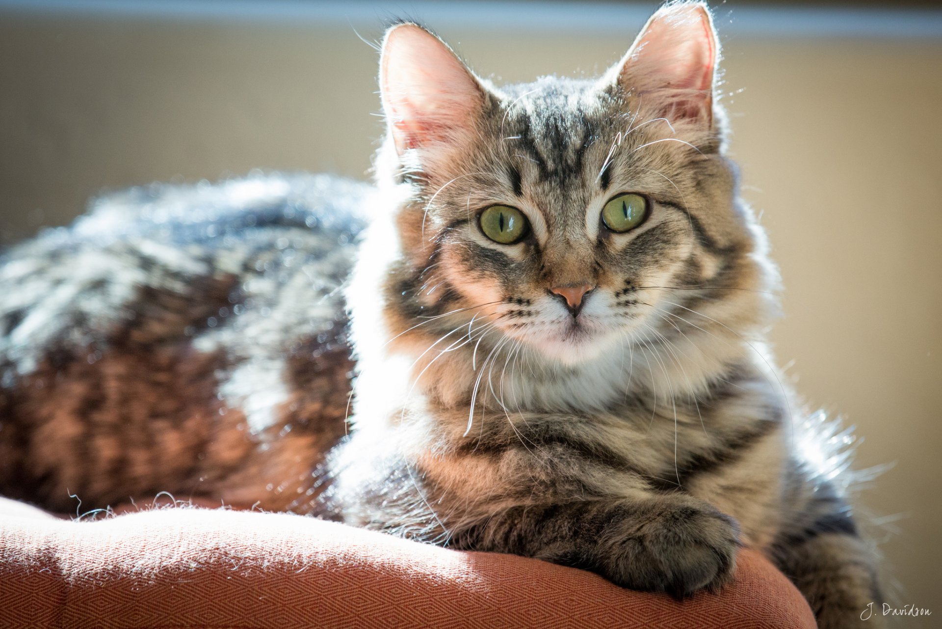 Charming Cat HD Wallpaper for Animal Lovers by J.Davidson