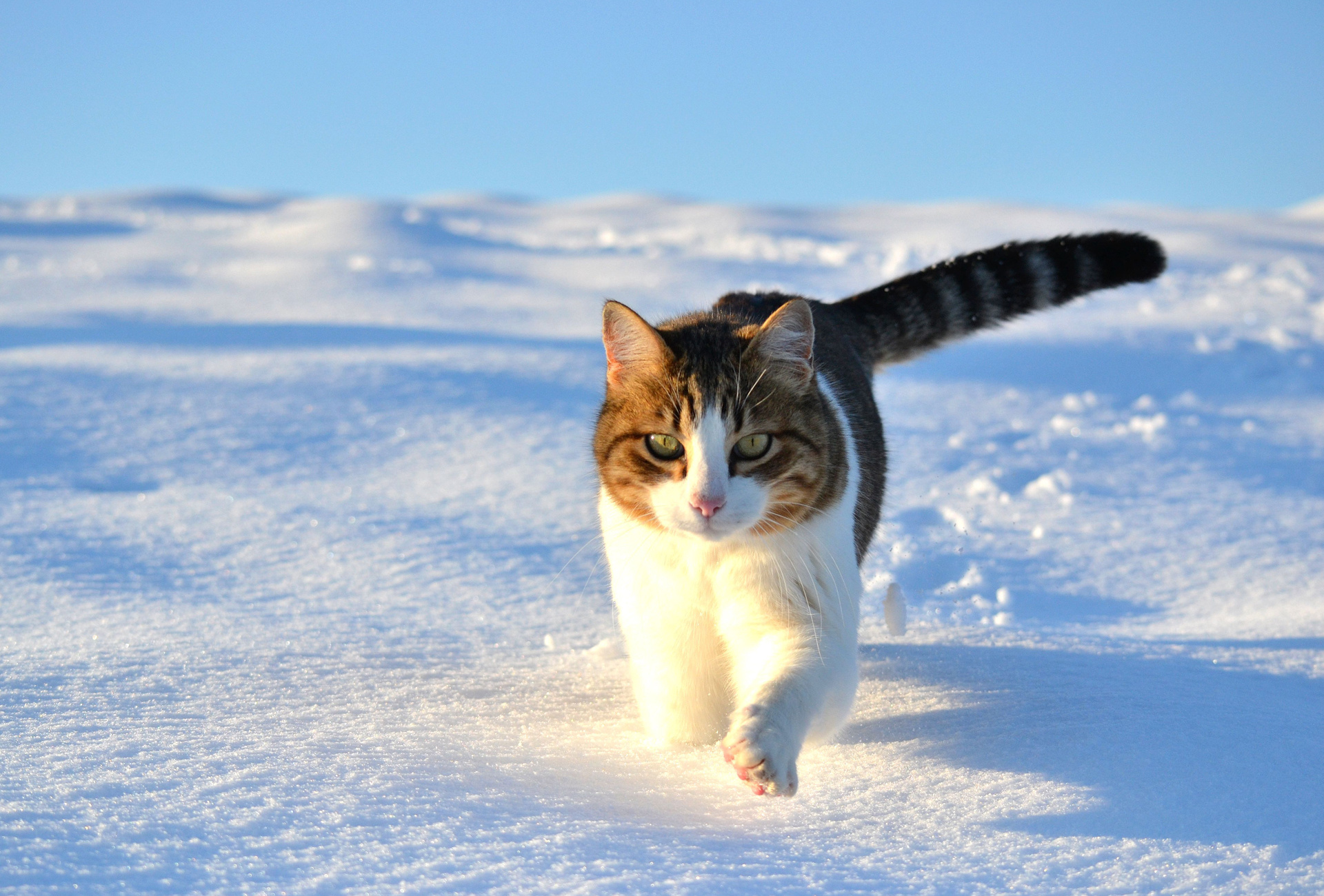 Adventurous Cat in Snow - HD Wallpaper