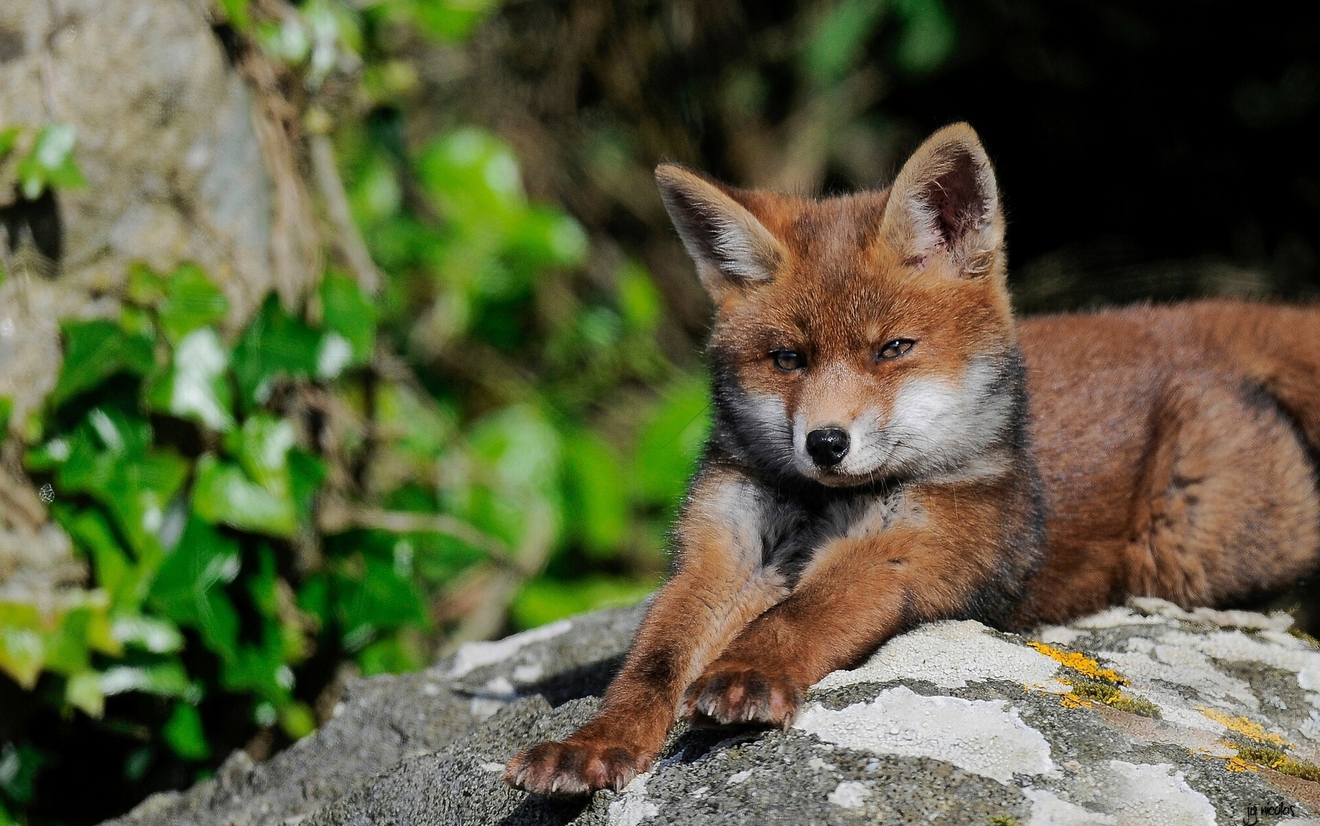 Little Fox Hd Nature