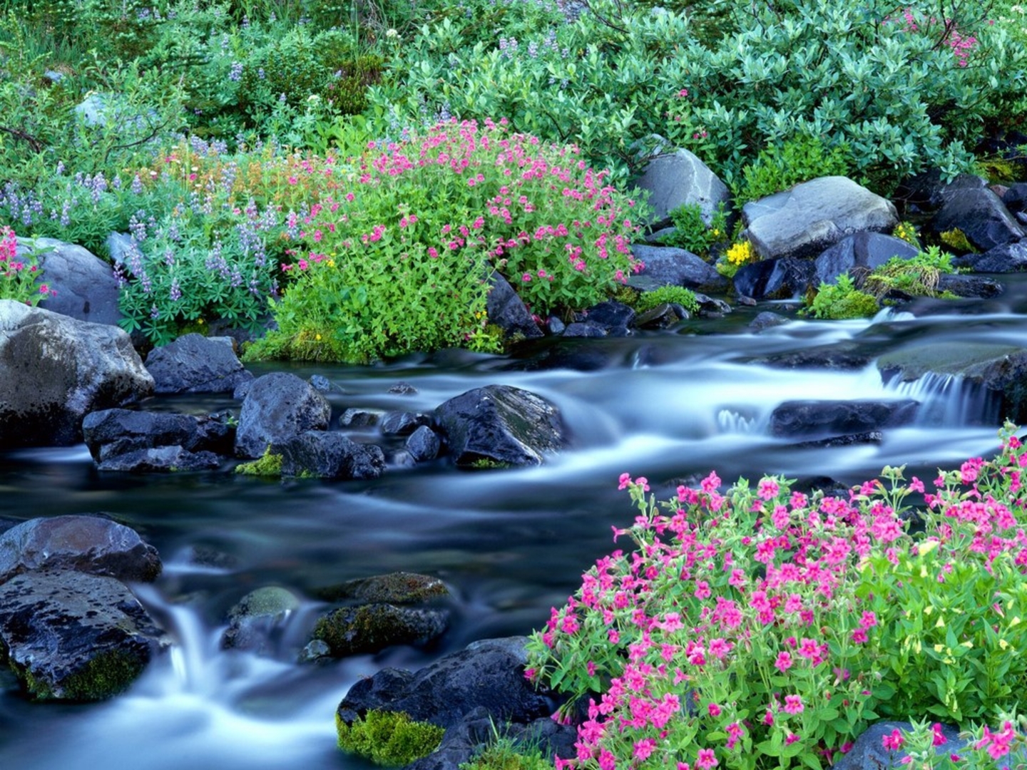 Download Nature Stream Wallpaper
