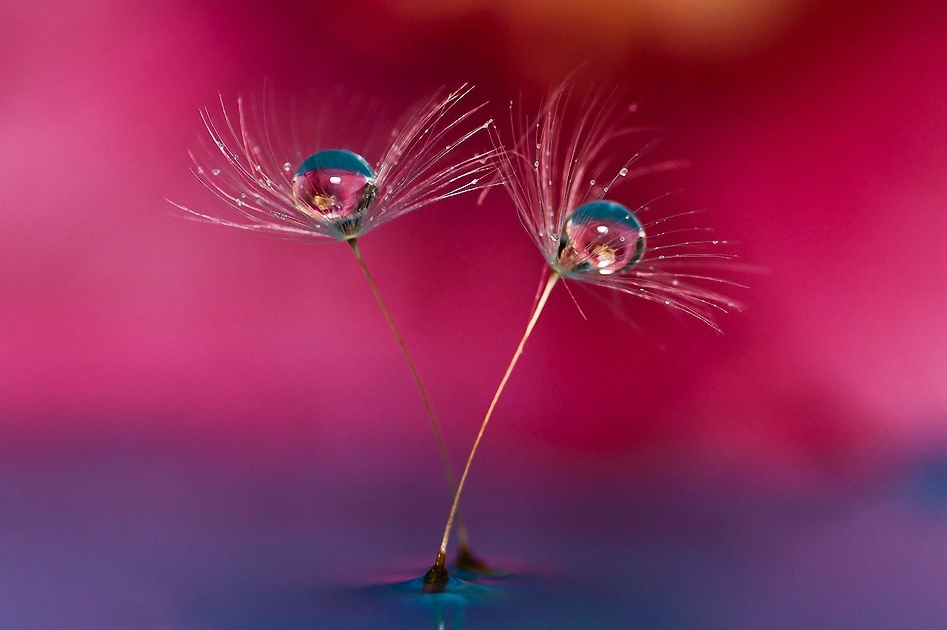 Pure Nature: Captivating Water Drops in Stunning HD Detail
