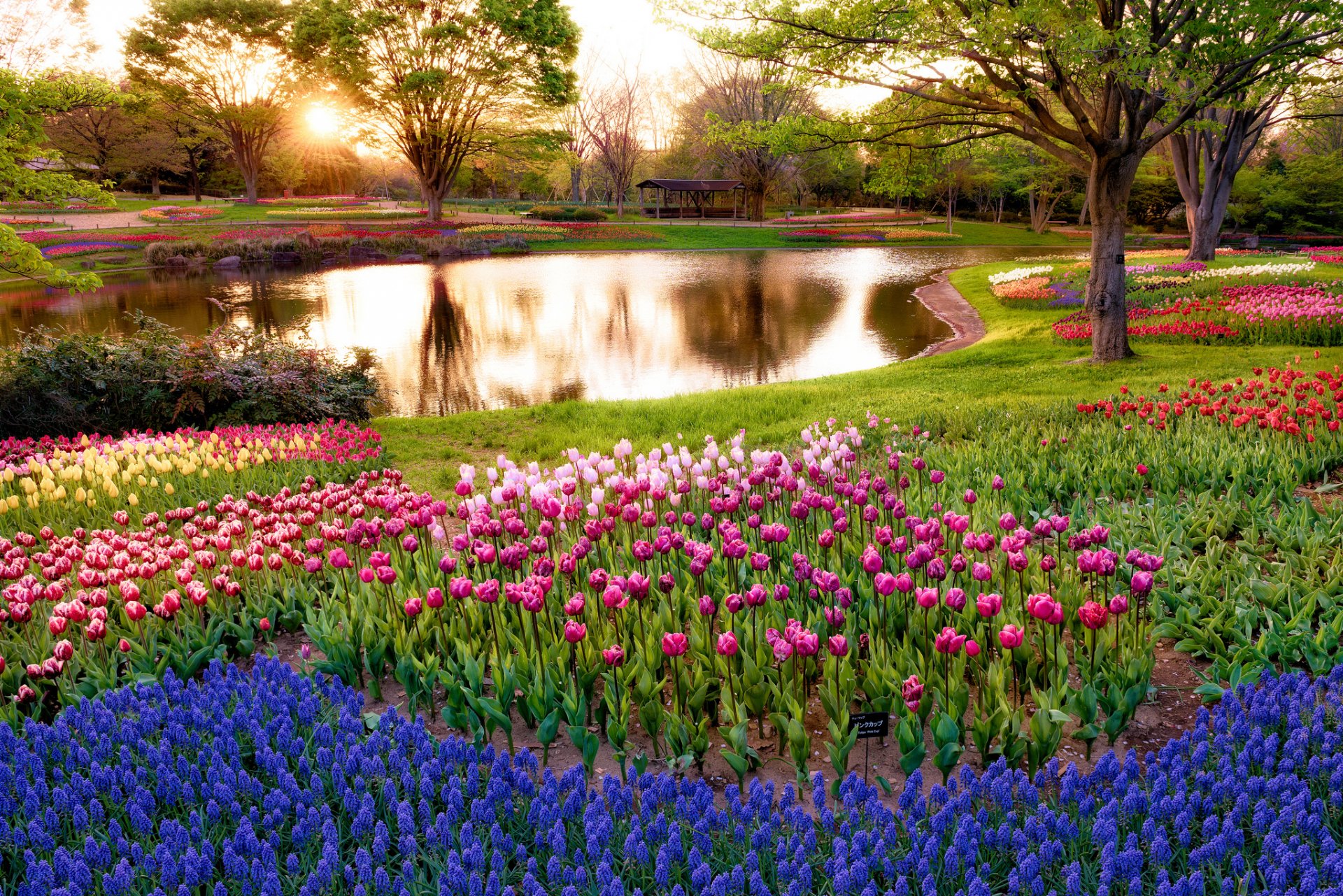 Serene Park Reflections: HD Blooming Garden Photography Wallpaper ...