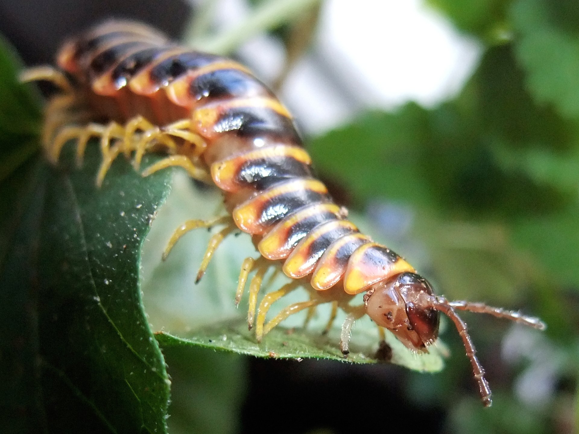 Download Animal Centipede HD Wallpaper