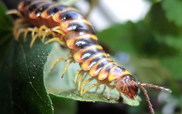 Centipede 4k Ultra HD Wallpaper | Background Image | 4480x2955