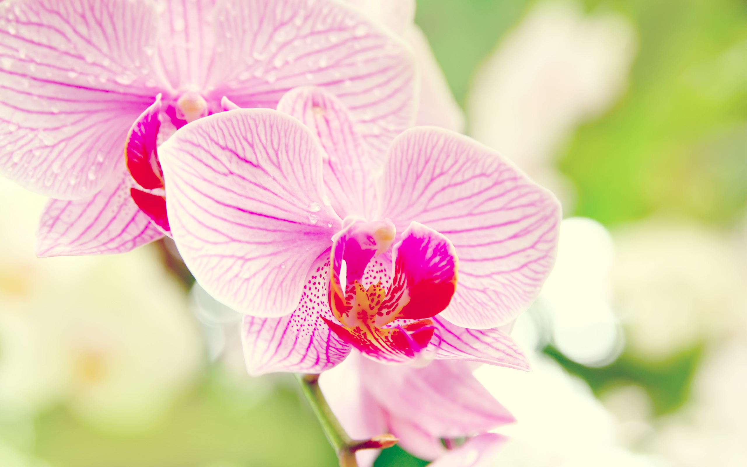 Download Flower Nature Orchid HD Wallpaper