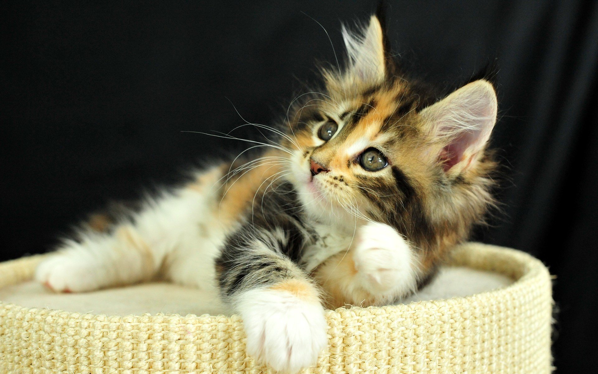Charming Cat HD Wallpaper: A Fluffy Feline Wonder