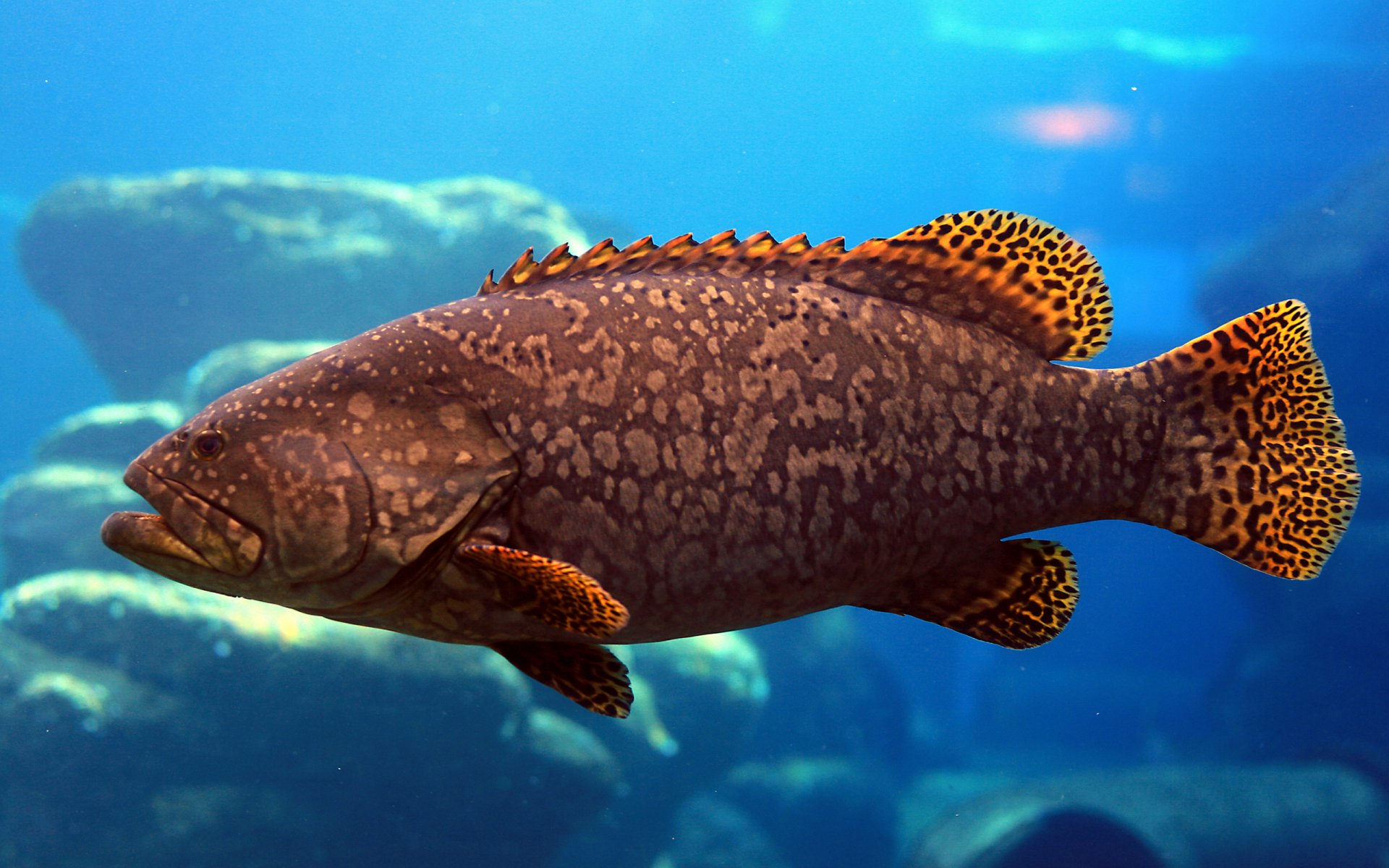 Majestic Fish: Stunning HD Wallpaper for Animal Lovers