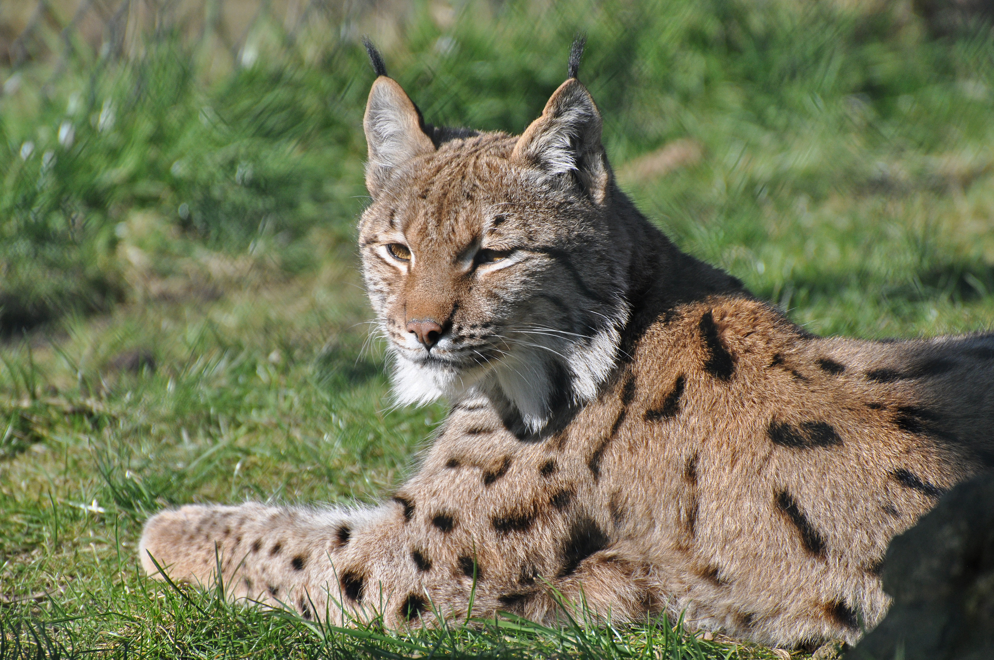 Download Animal Lynx HD Wallpaper