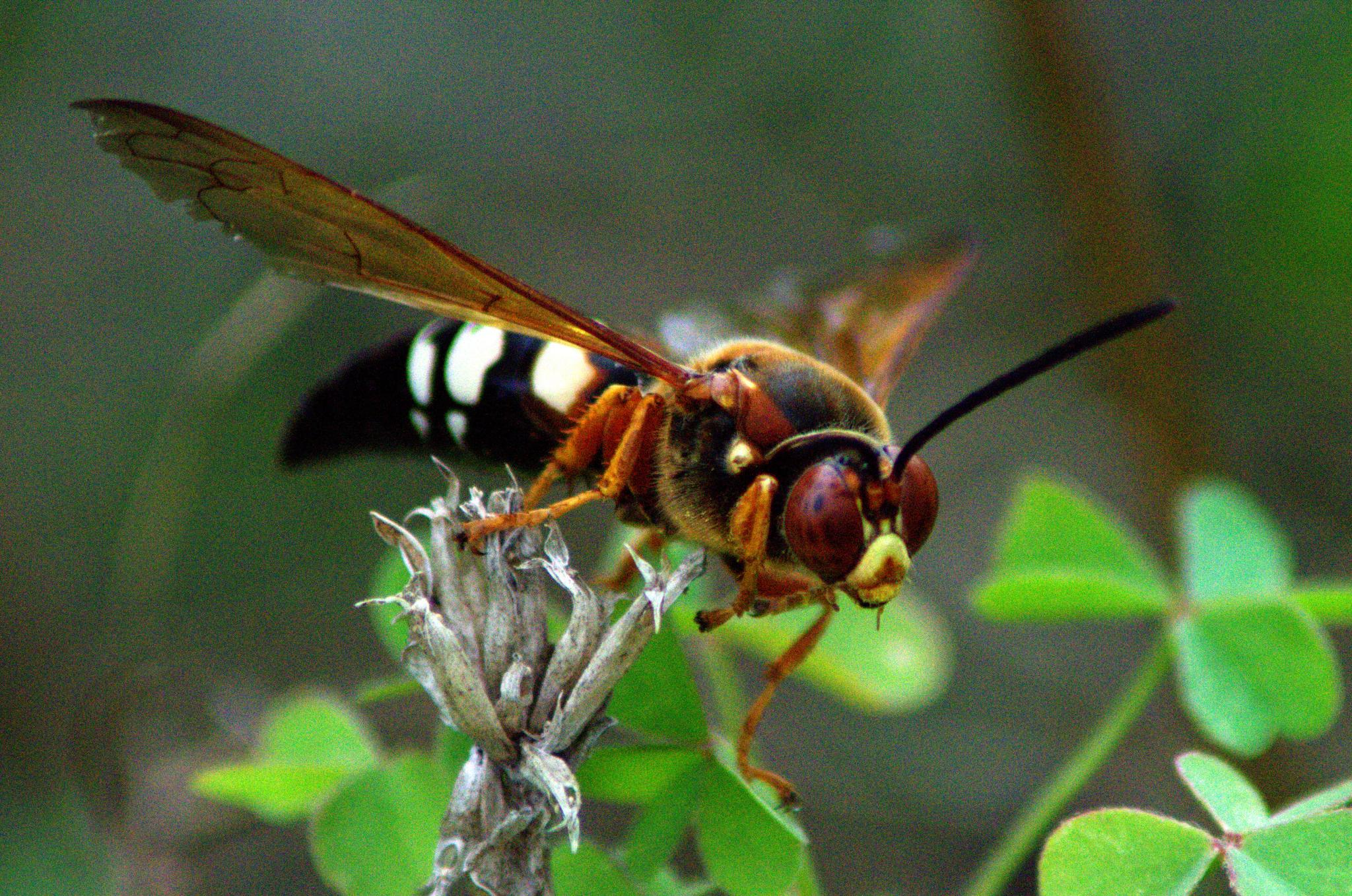 Wasp HD Wallpaper