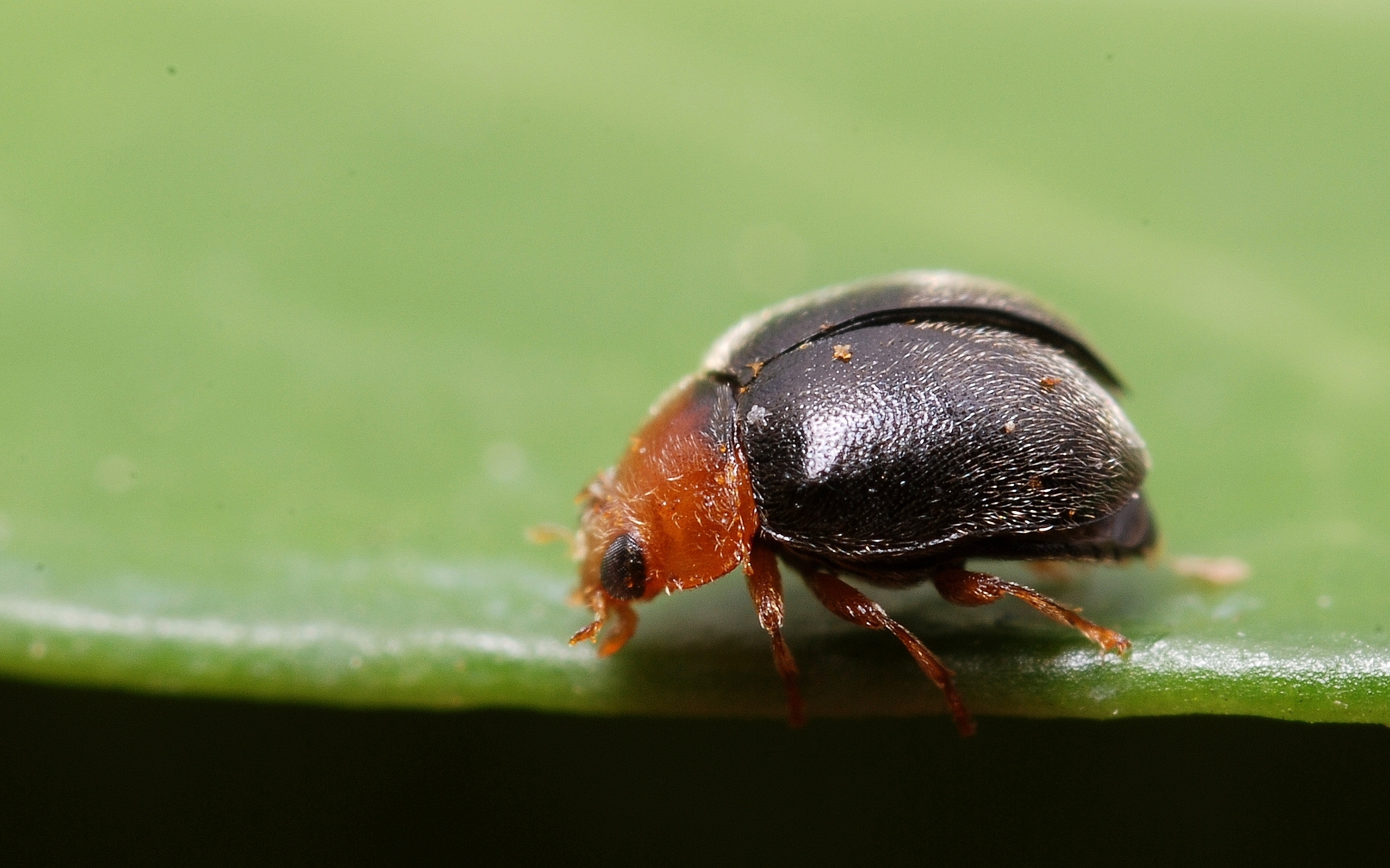 Download Beetle Animal Insect HD Wallpaper