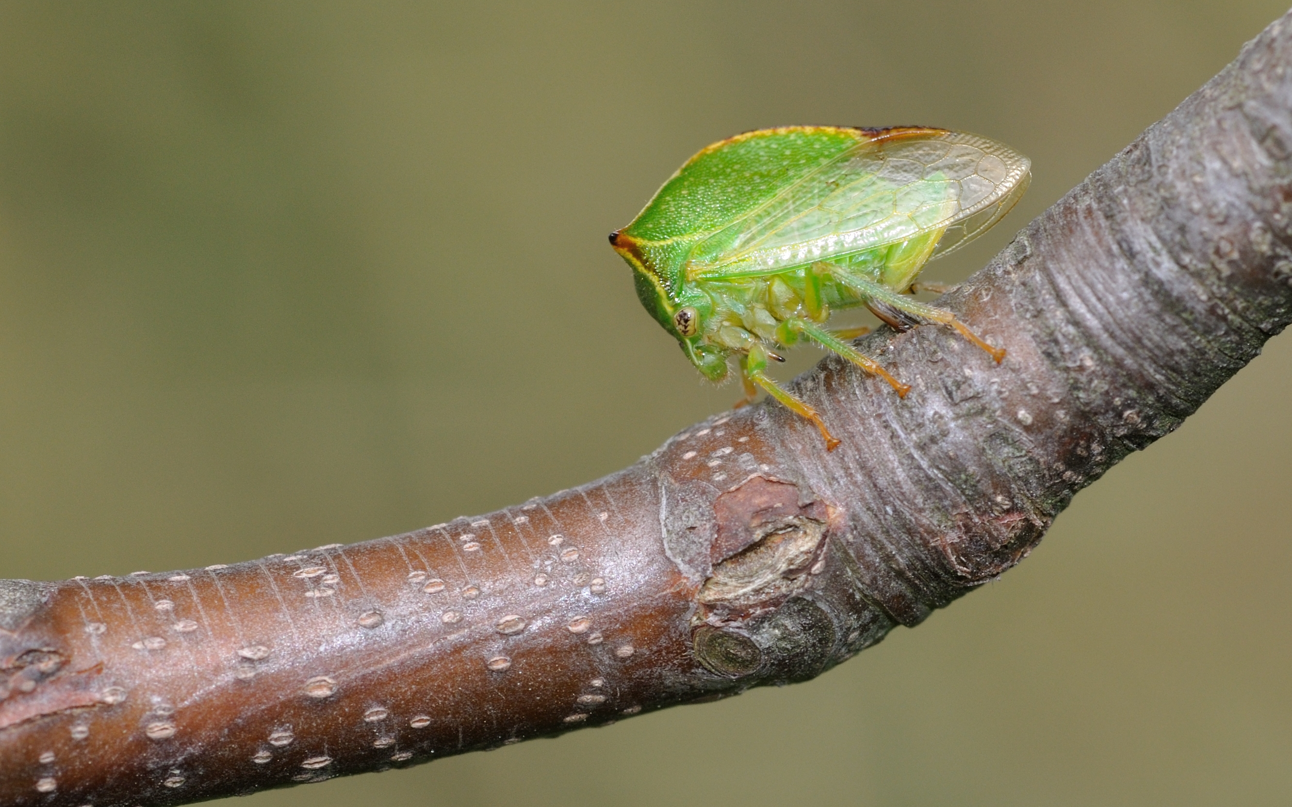 Download Animal Treehopper HD Wallpaper