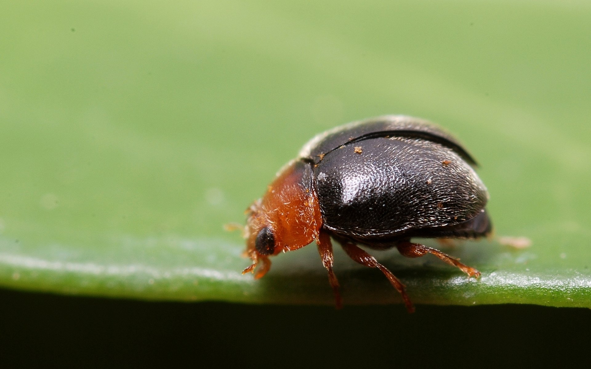 Download Beetle Animal Insect HD Wallpaper