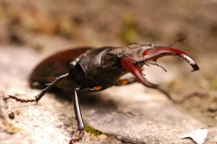 Stag Beetle - Desktop Wallpapers, Phone Wallpaper, PFP, Gifs, and More!