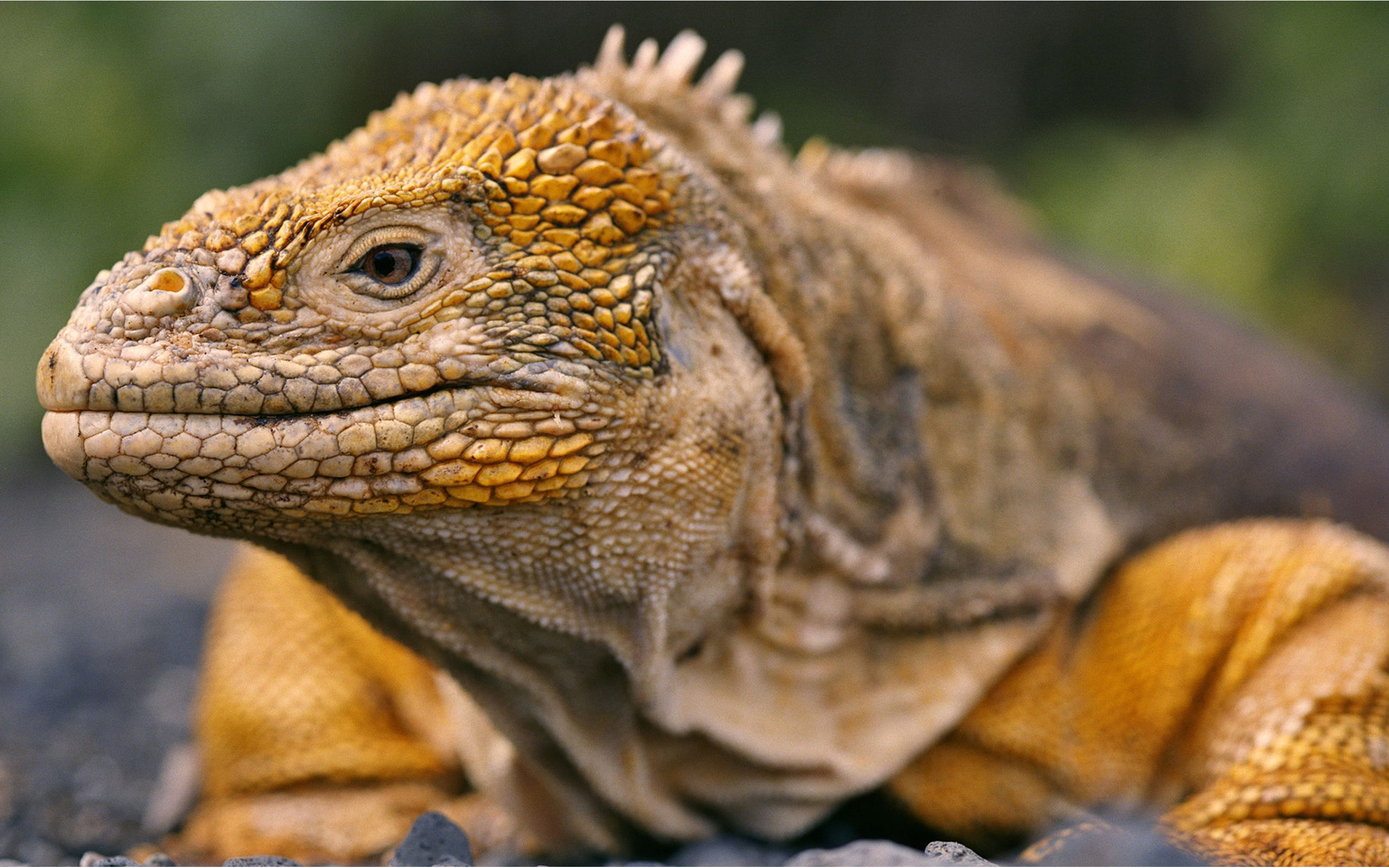 Download Animal Iguana HD Wallpaper