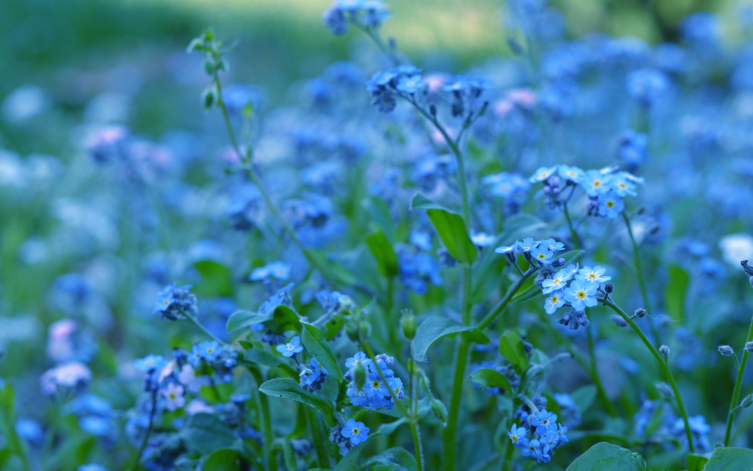 HD Wallpaper of Tranquil Blue Flowering Nature