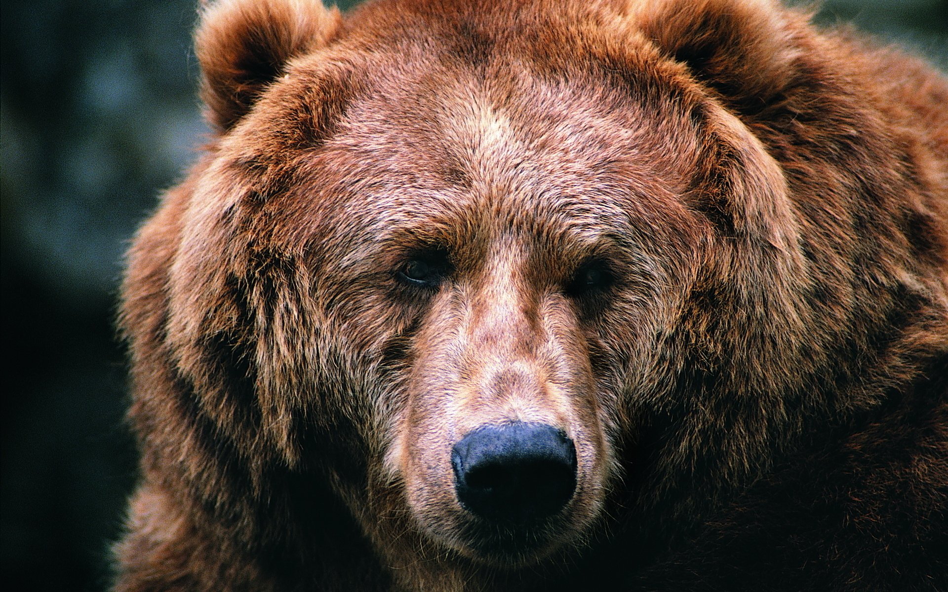 Majestic Brown Bear in Stunning HD Detail