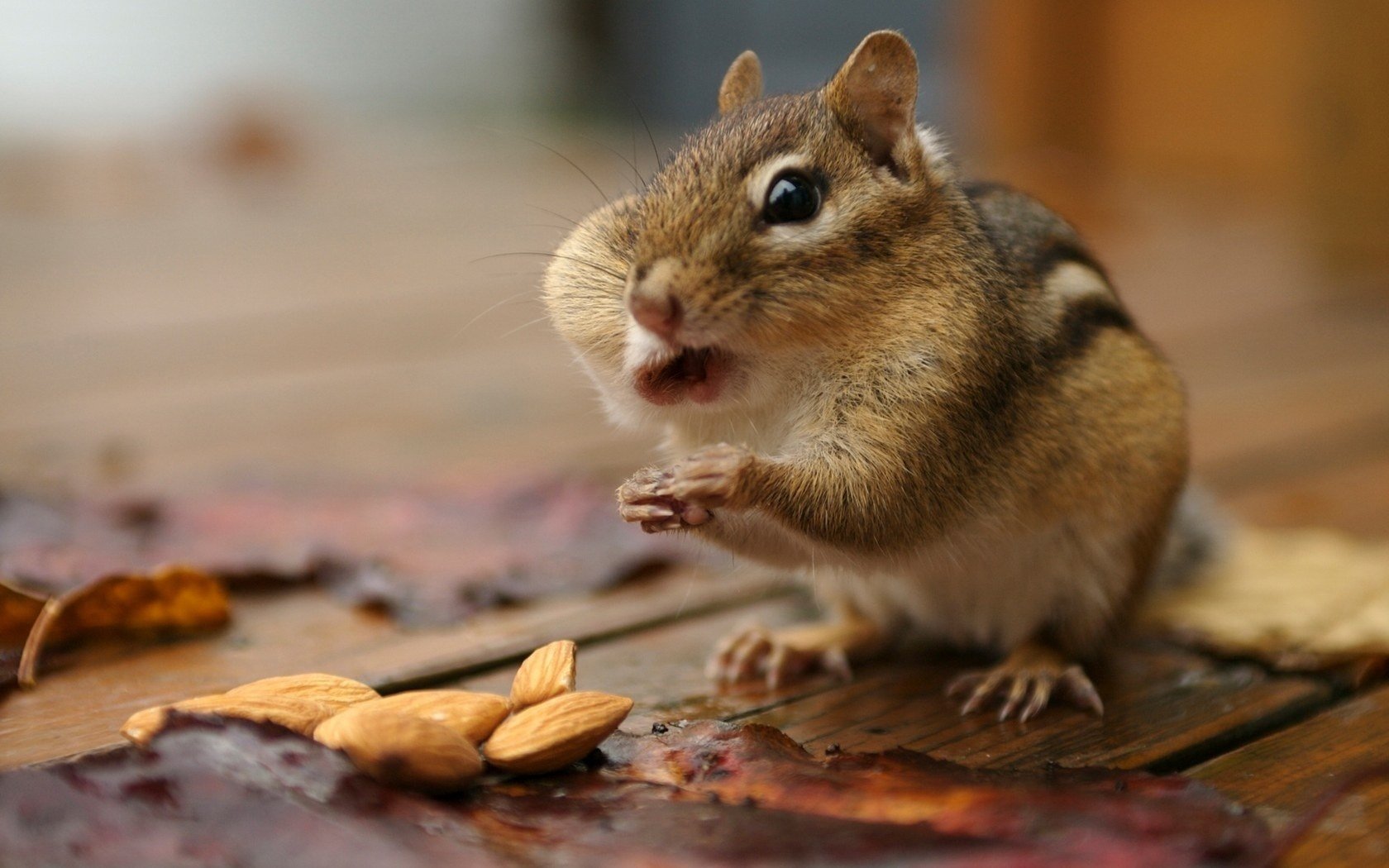 Chipmunk Charm: HD Wildlife Wallpaper Delight