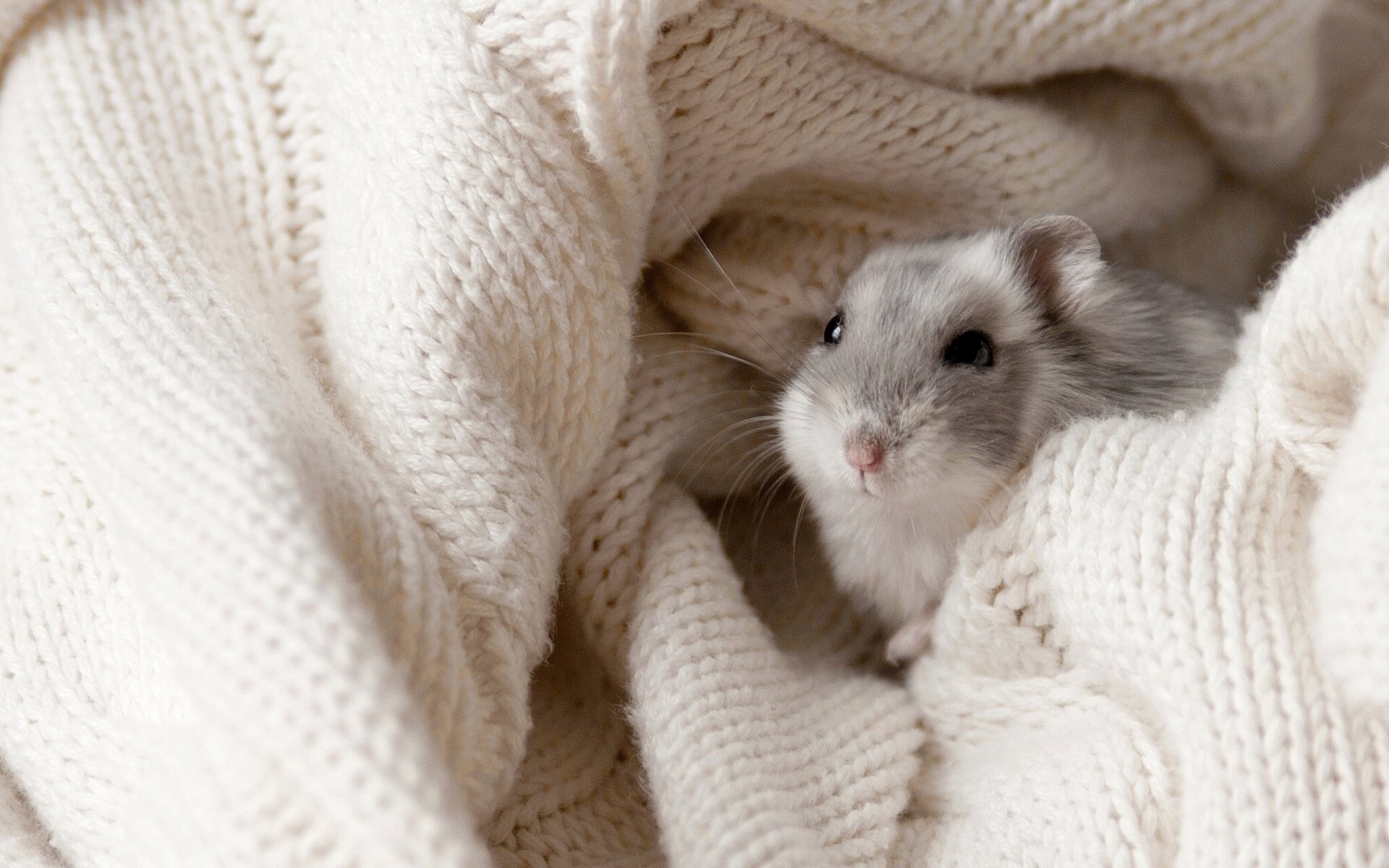 Maus Wallpaper Tiere Auf