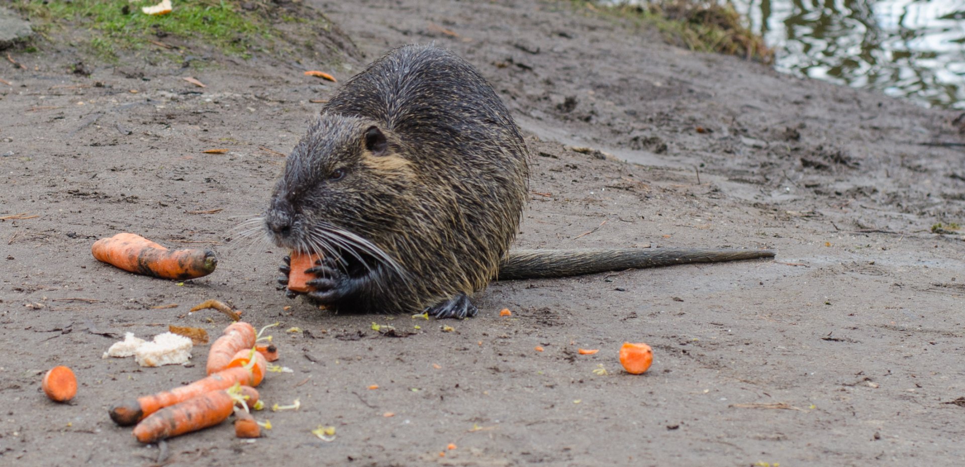 Download Animal Nutria Wallpaper