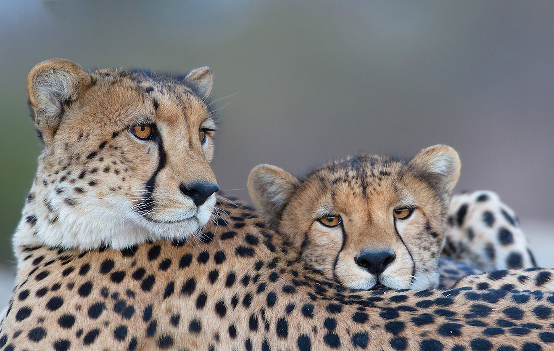 Download Animal Cheetah HD Wallpaper