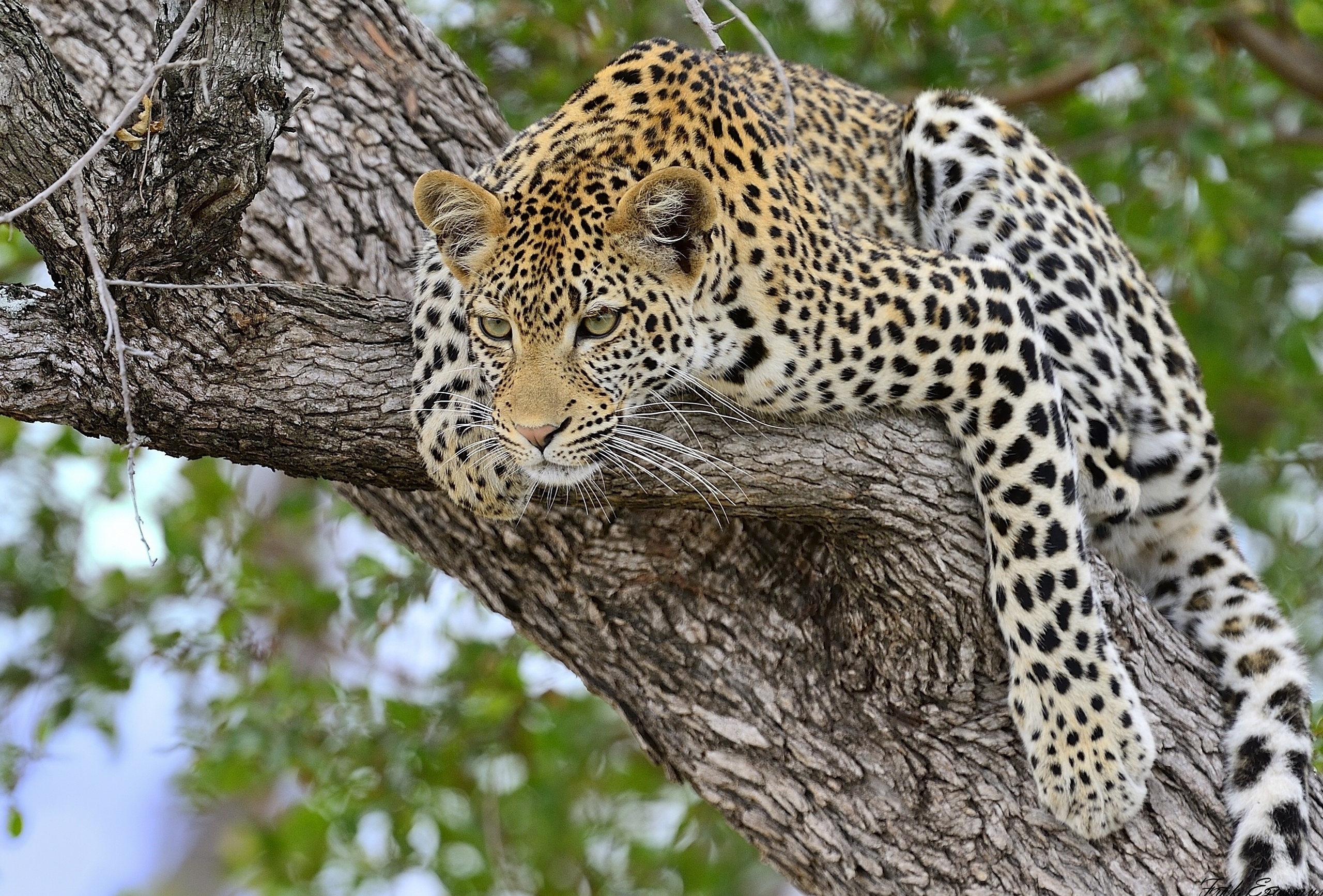 Leopard Hanging Out