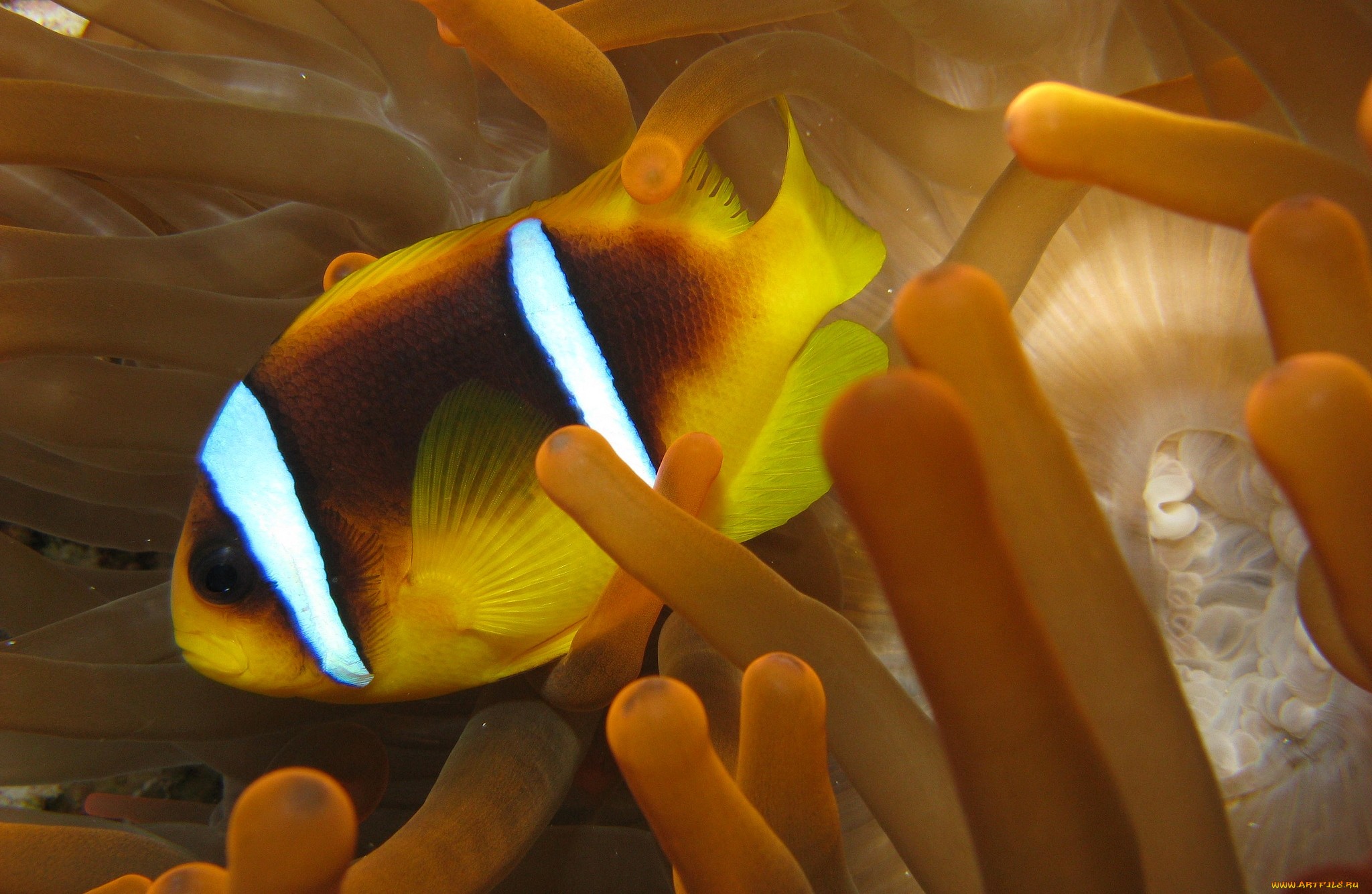 Download Animal Fish HD Wallpaper