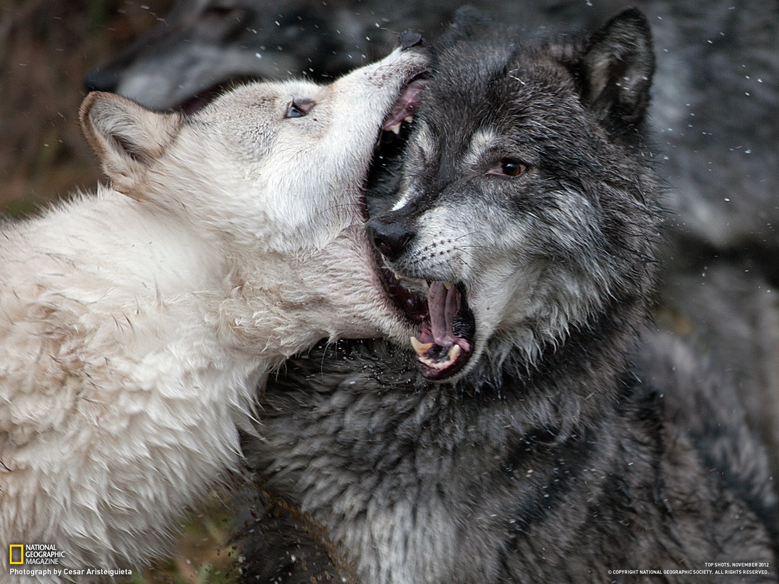 Majestic Wolves in HD: Nature’s Wild Embrace Wallpaper