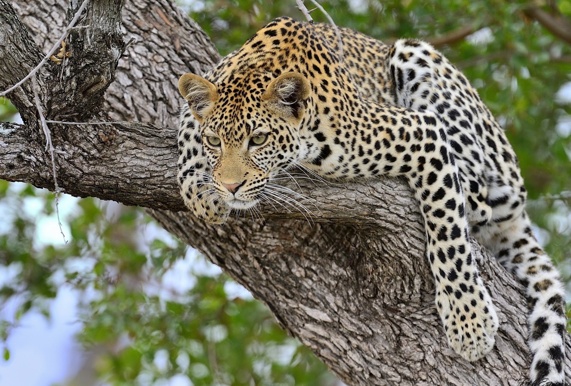 Stunning HD Wallpaper of a Majestic Leopard in a Tree