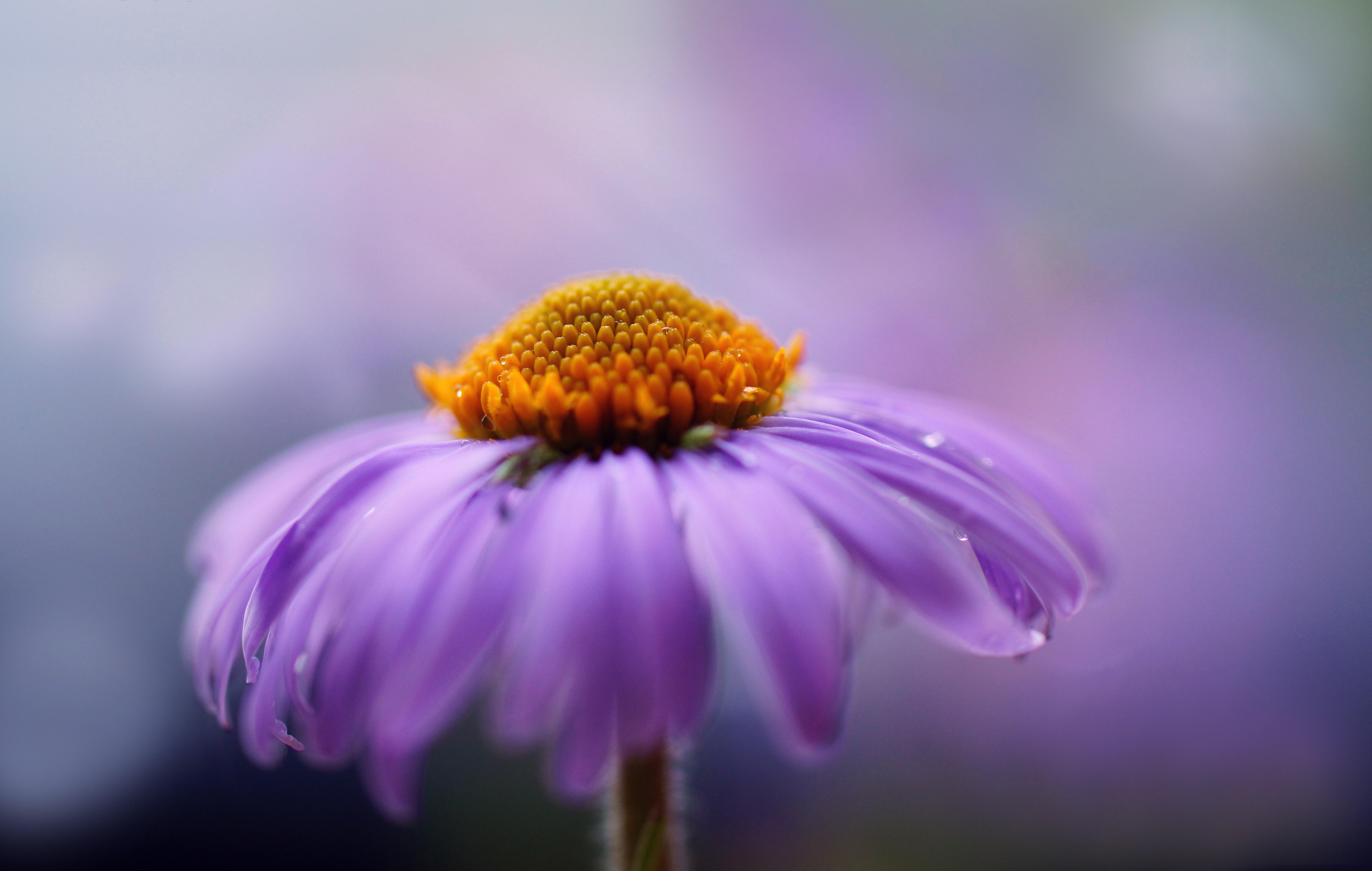 Download Nature Flower 4k Ultra HD Wallpaper