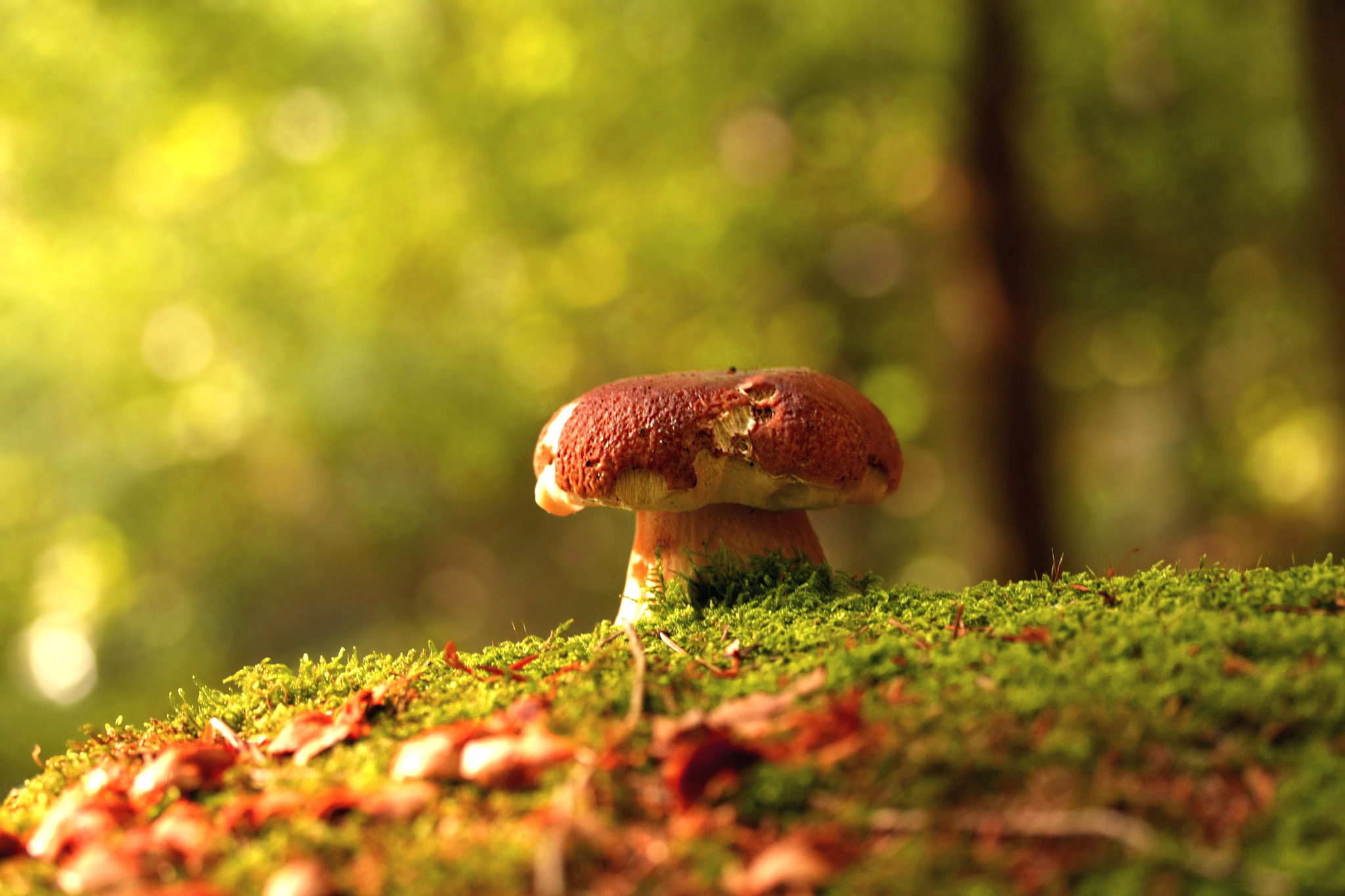 Enchanted Forest Mushroom – Stunning Nature HD Wallpaper