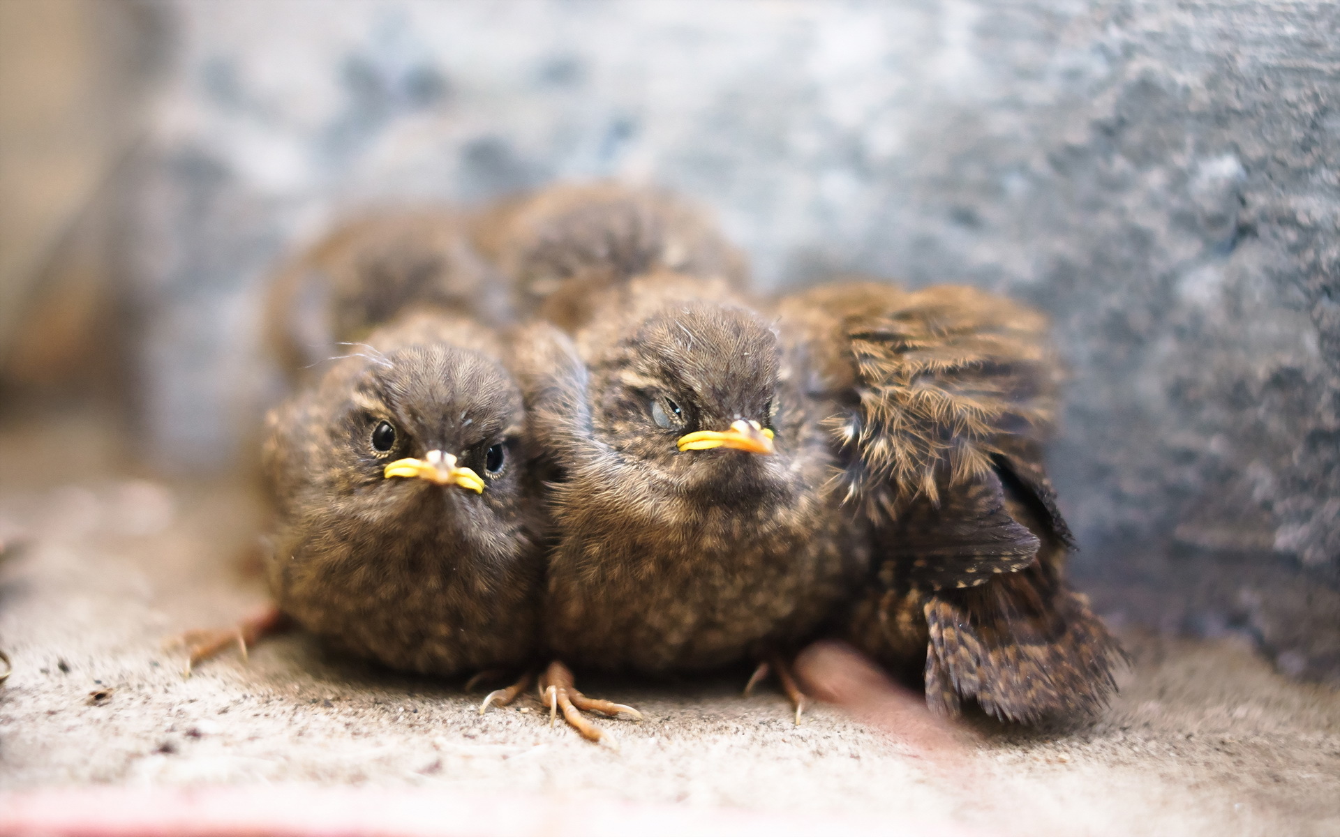 HD Close-Up of Adorable Bird Trio – Nature’s Tiny Wonders