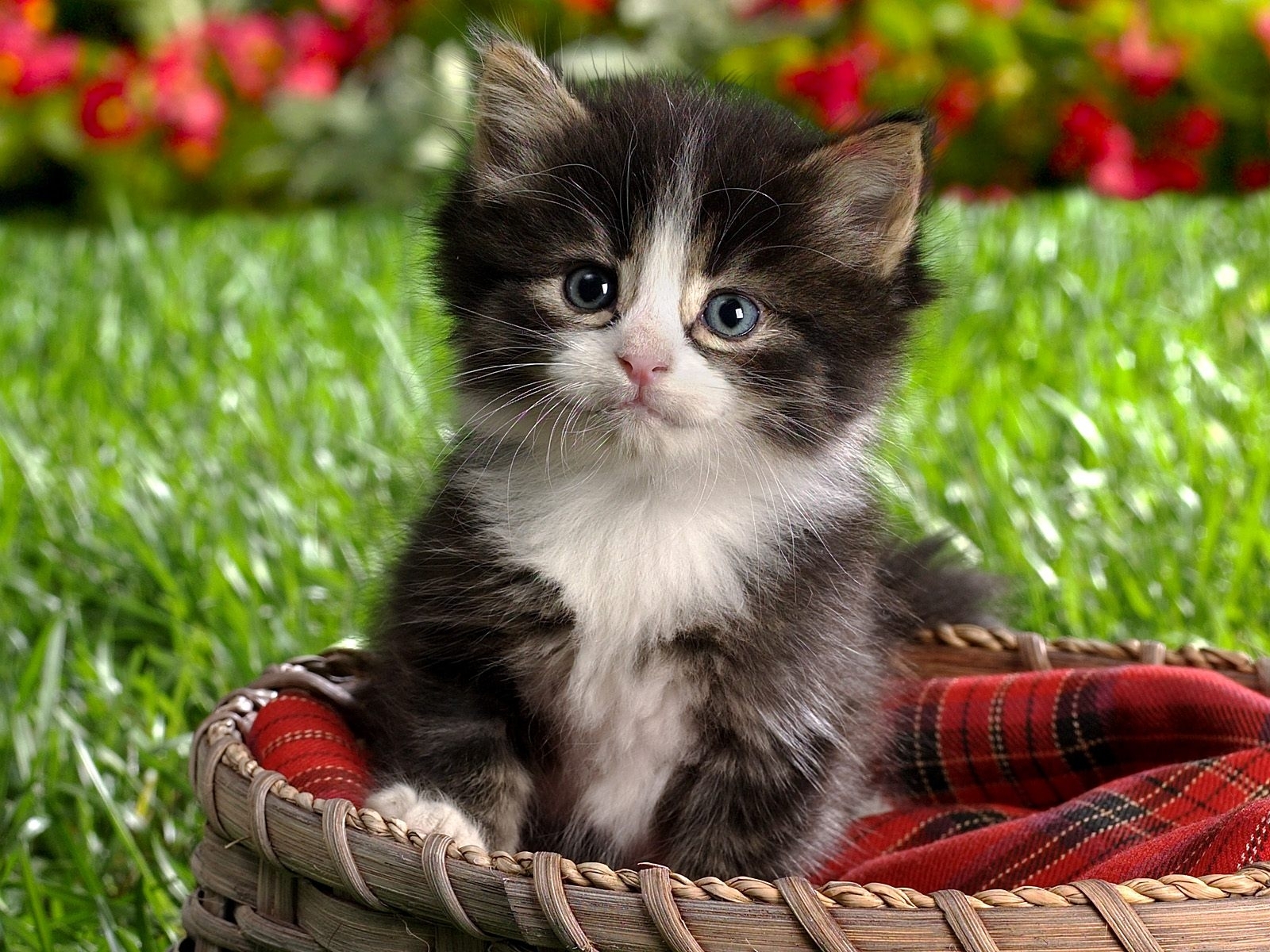 Download Animal Cat Wallpaper