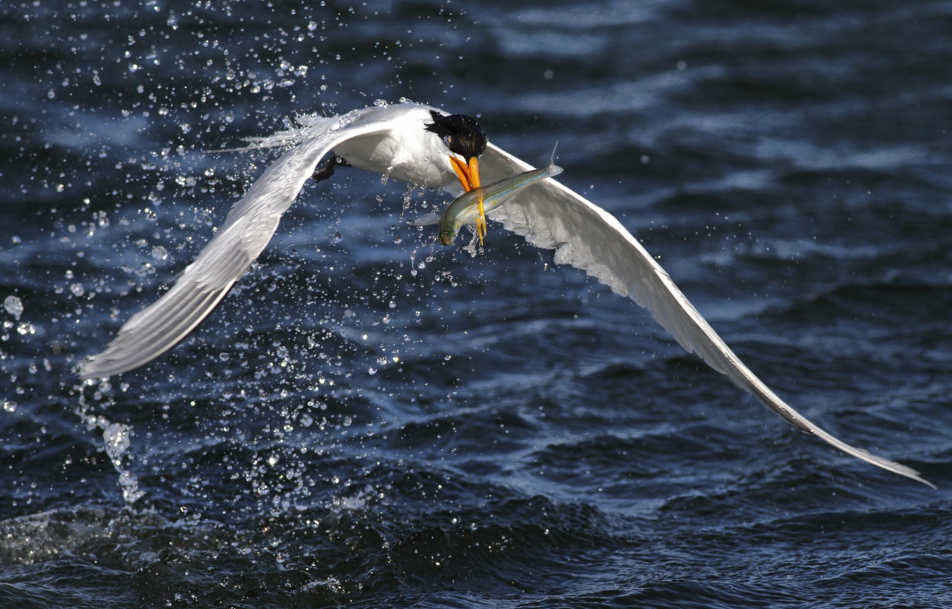 HD Wallpaper of a Tern in Action