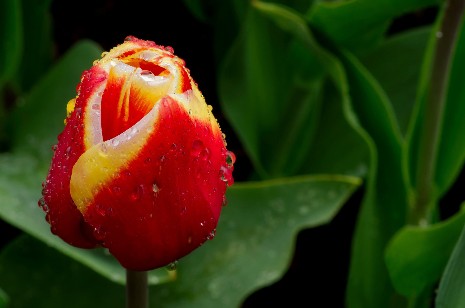 Vibrant Tulip Bliss - HD Wallpaper | 2048x1356 | Wallpaper Abyss