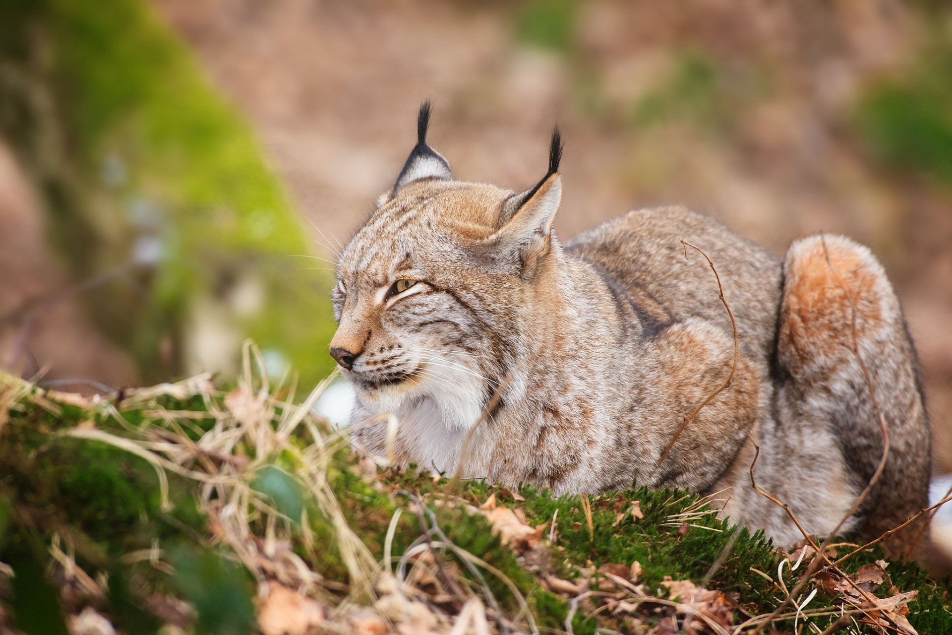 Lynx Majesty: Stunning HD Wildlife Wallpaper | 2048x1365 | Wallpaper Abyss