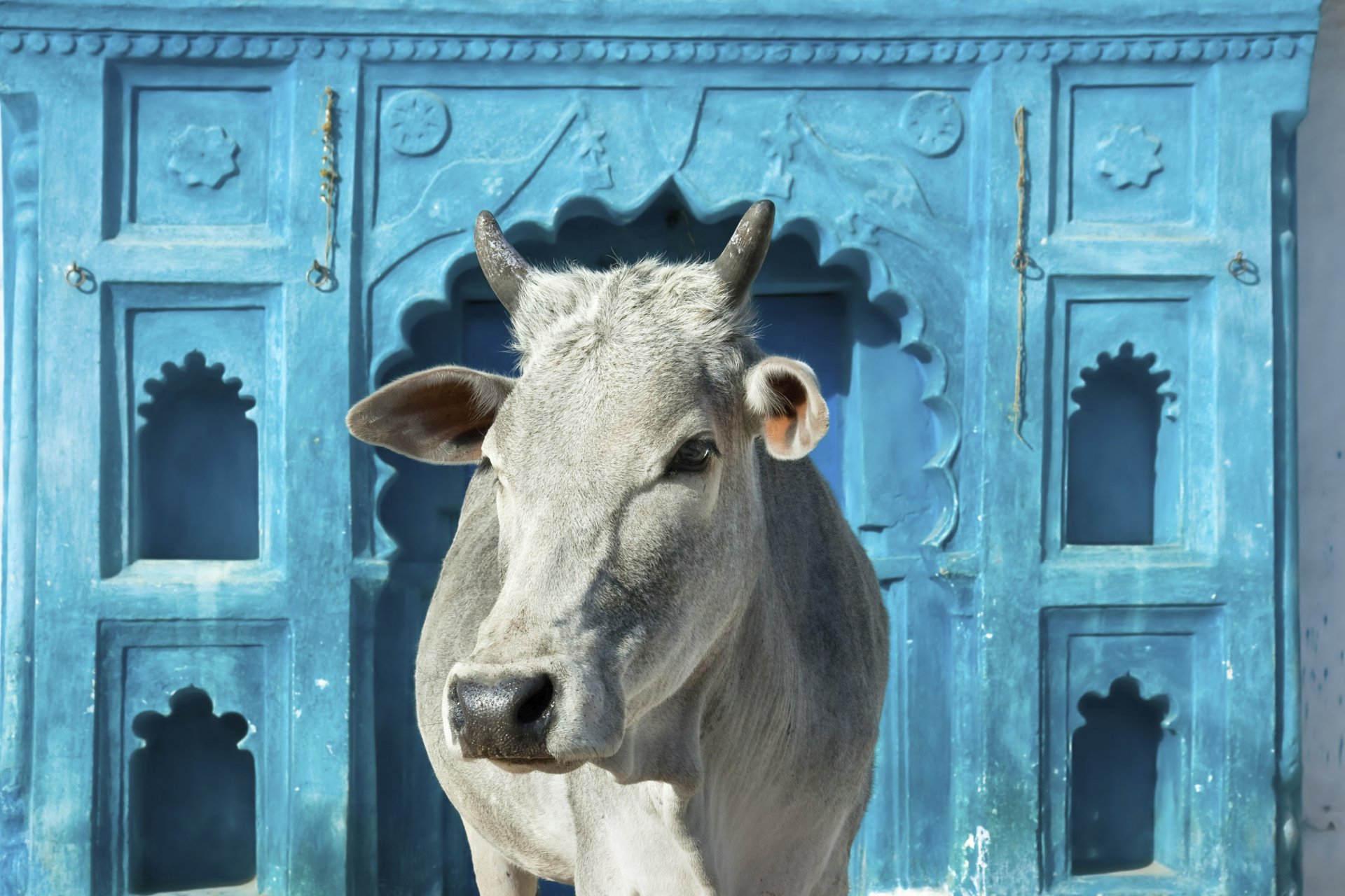 Majestic Cow in Vibrant Blue: 4K Ultra HD Animal Wallpaper